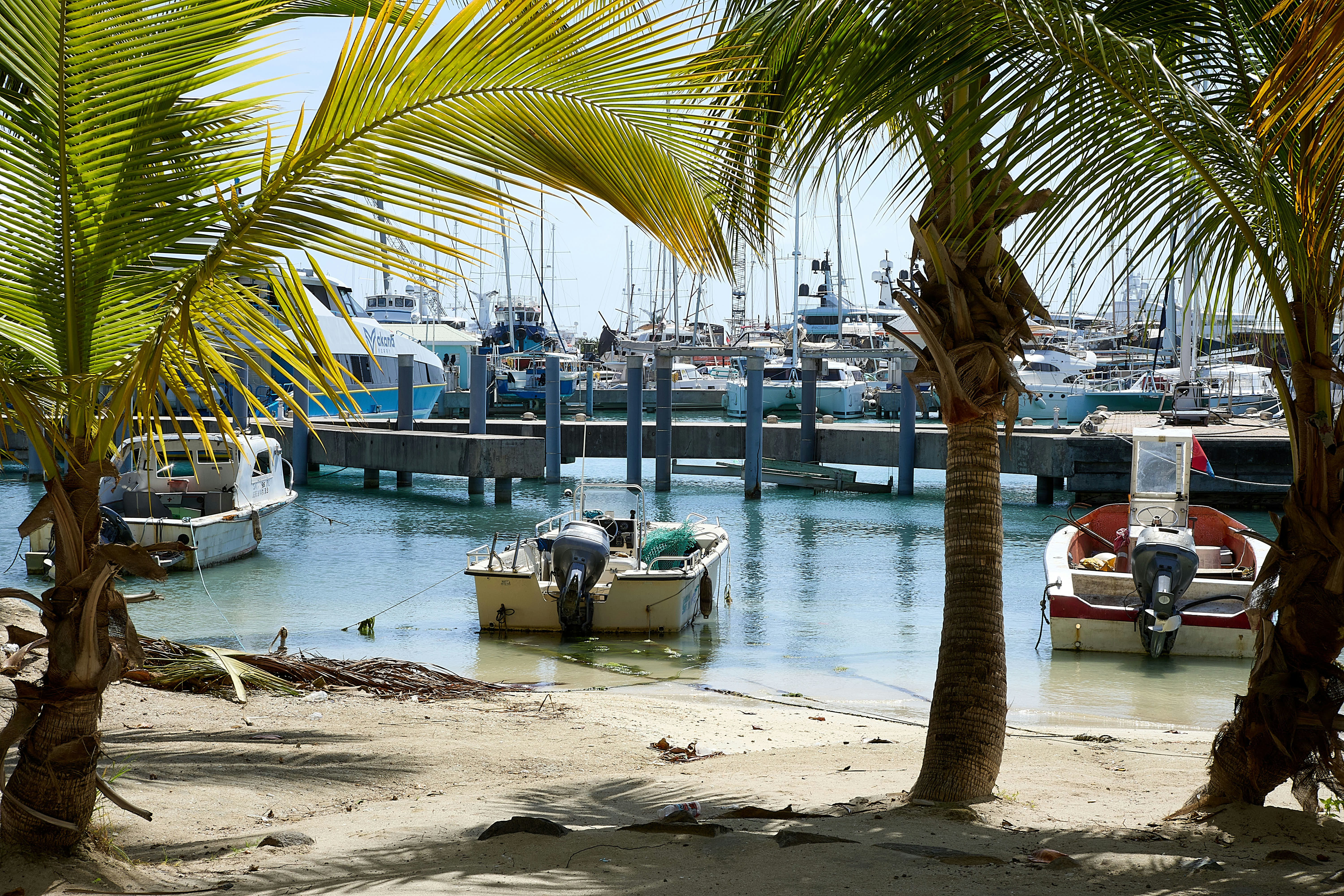 Palm-Framed Marina Quietude at Low Tide