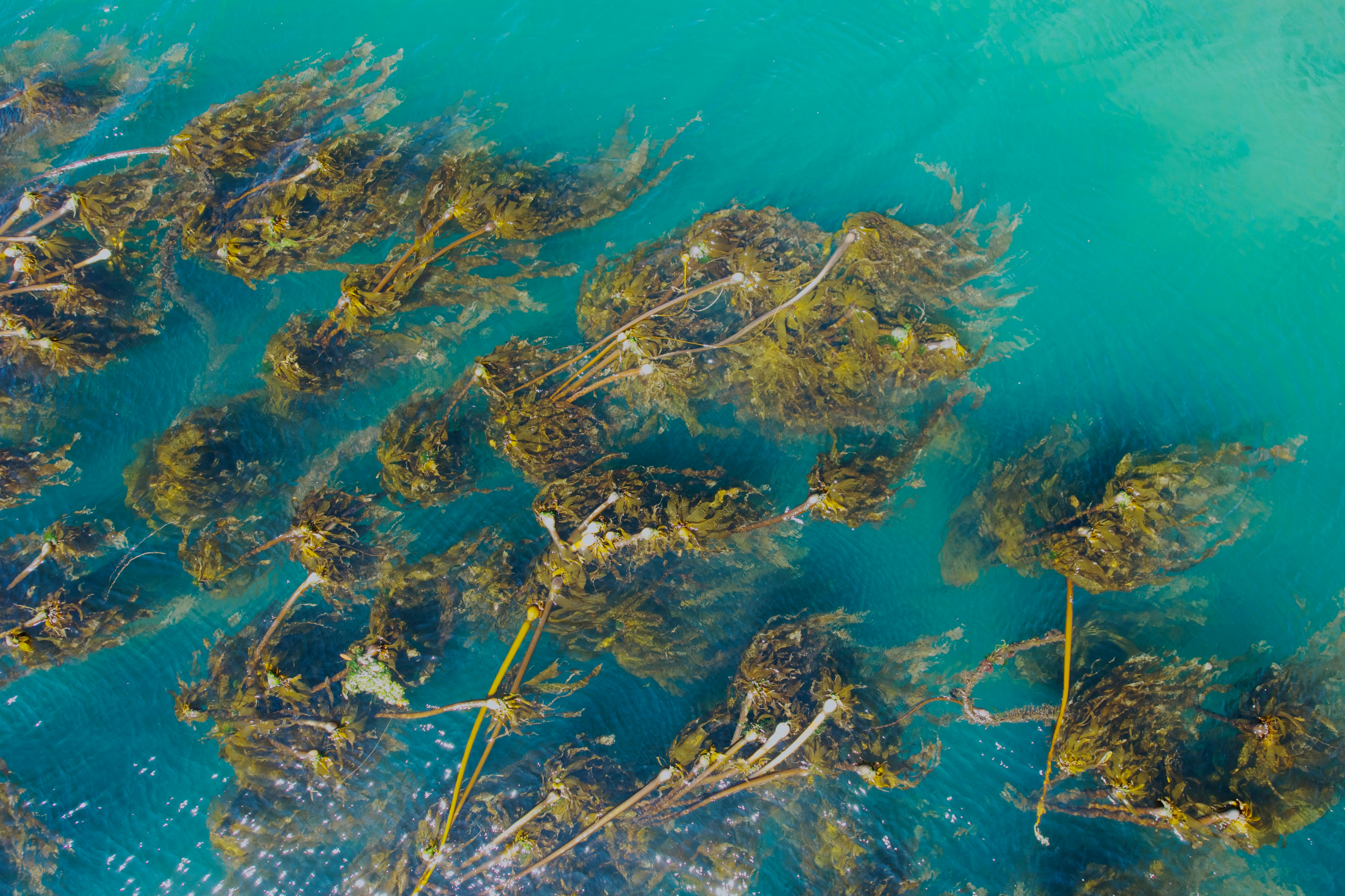Aquatic Meadow: Sunlit Seaweed Drift Under Turquoise Depths