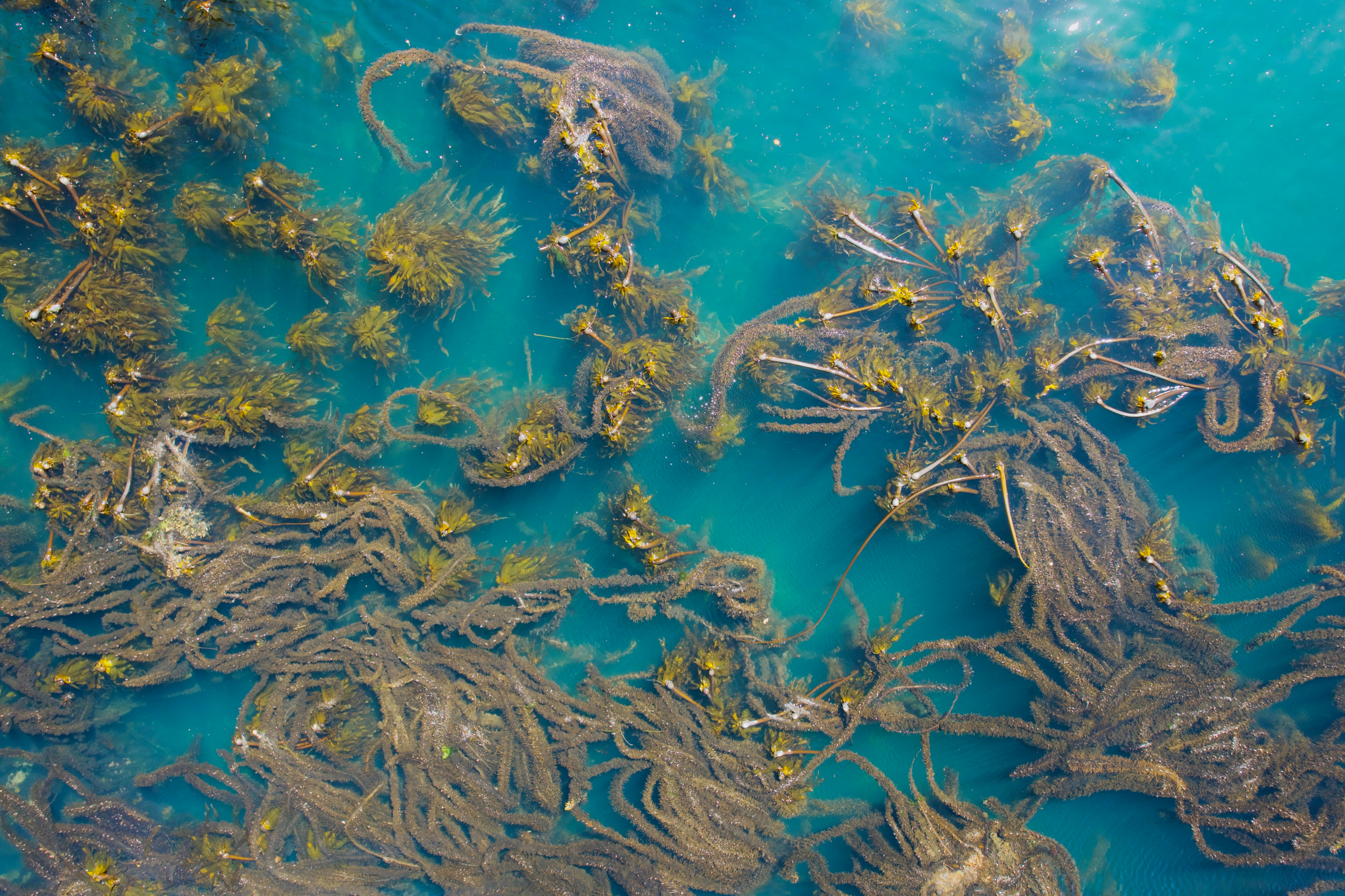 Sunken Botanicals: Tangled Seaweed Garden Beneath a Turquoise Aerial Light