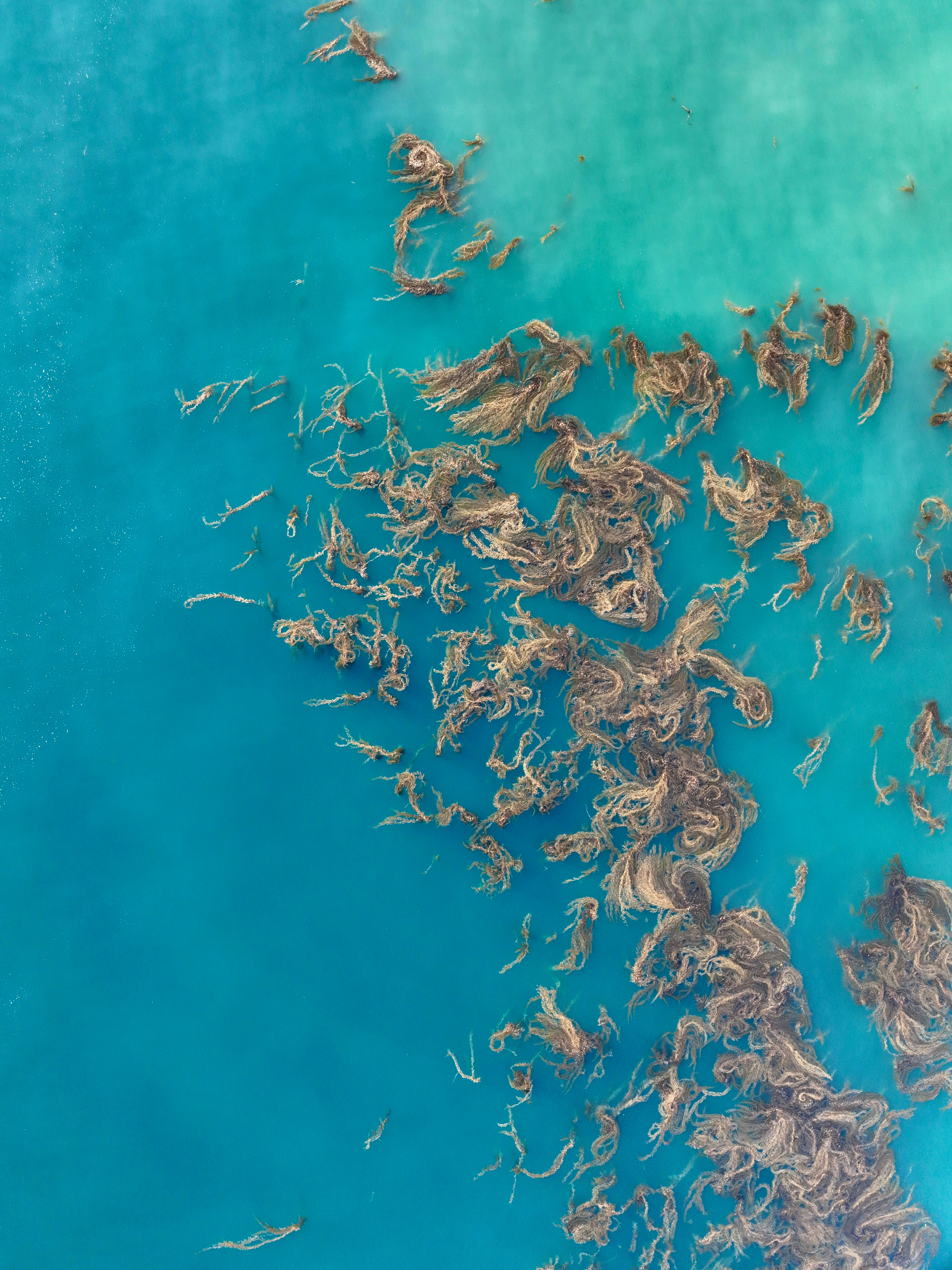 Floating brown tendrils drift in turquoise seas