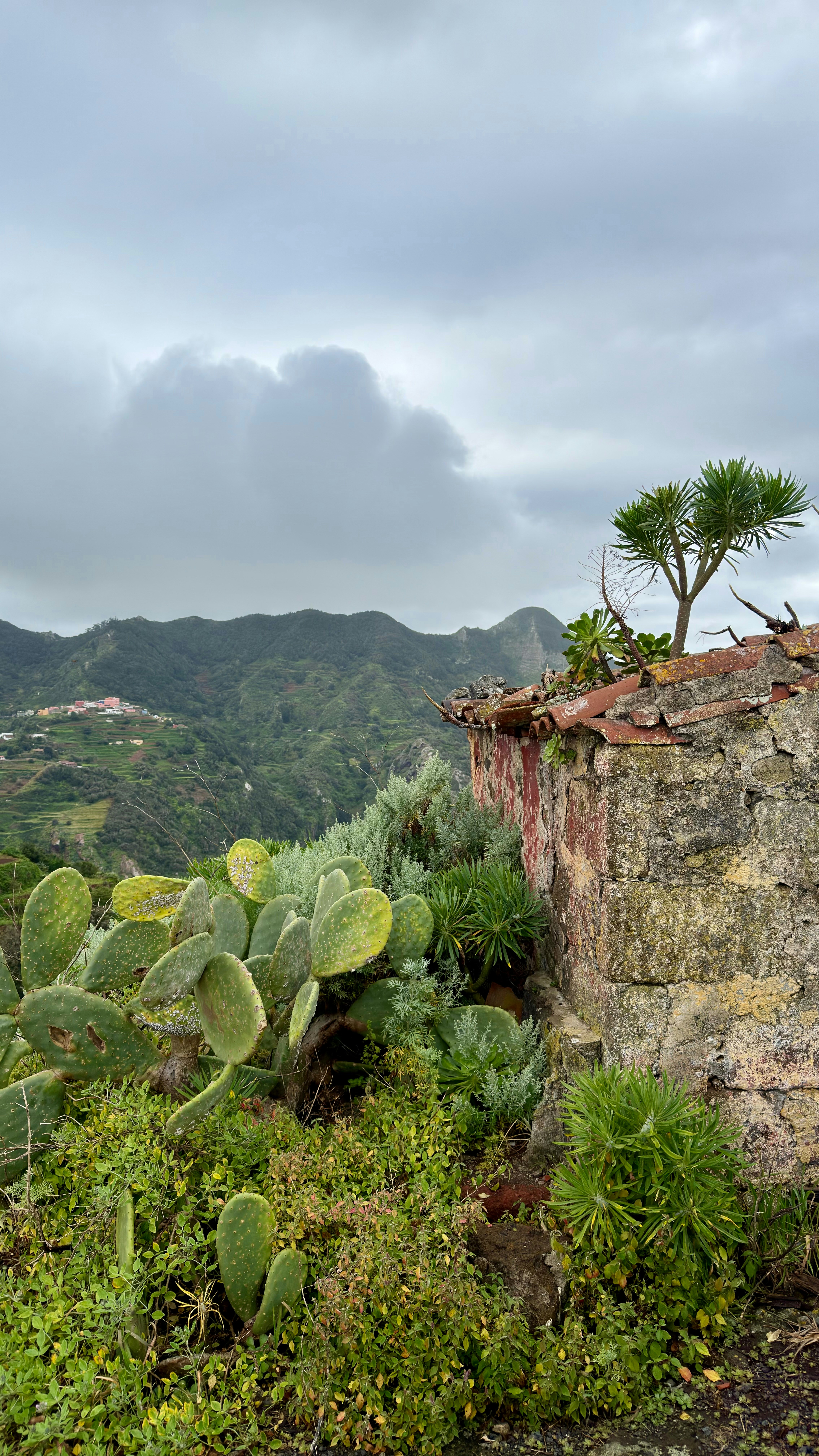 Terraced Cliffs and Cacti Overlooking a Misty Valley