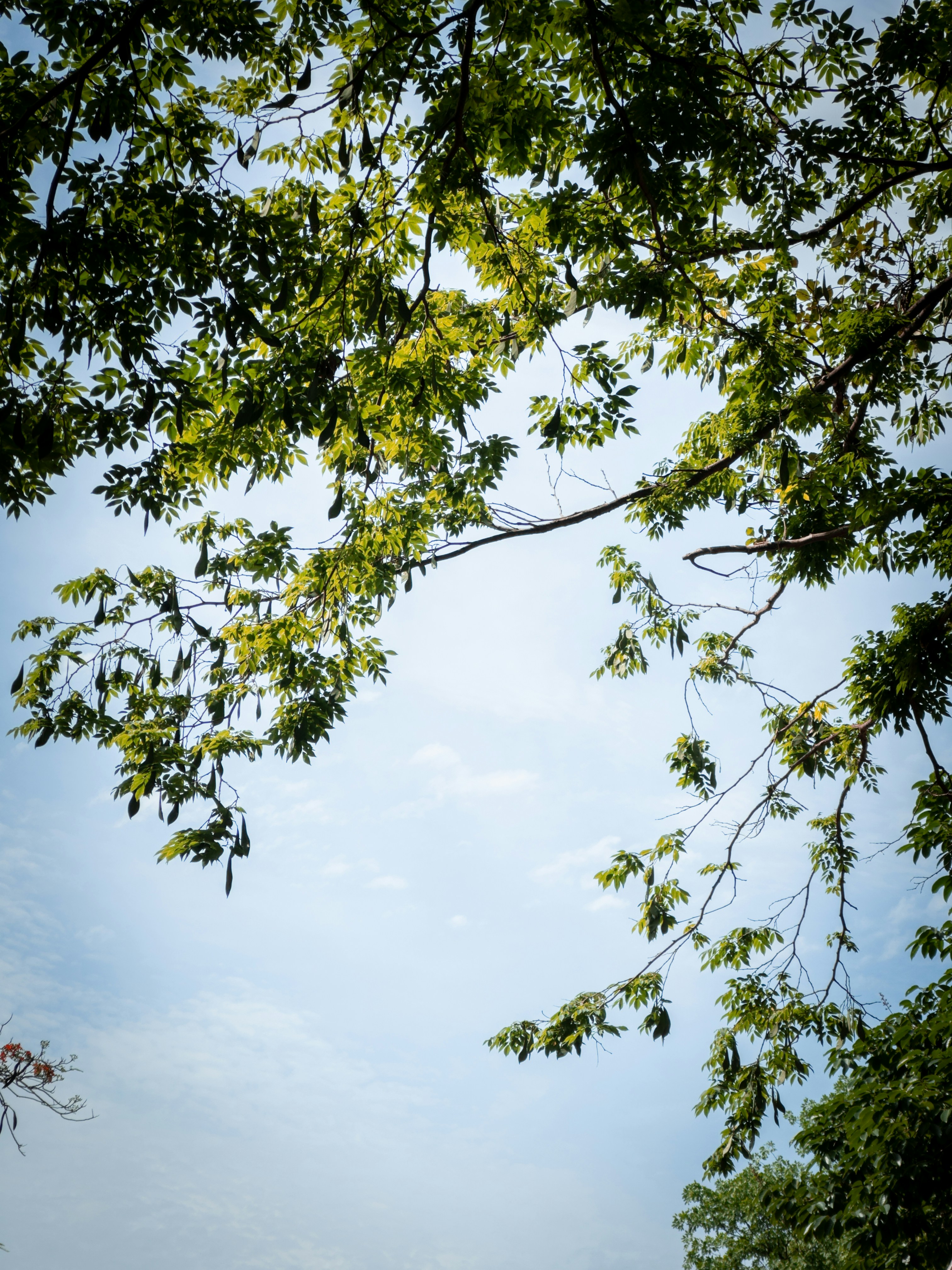 Canopy Passage: Sunlight Through Green Threads