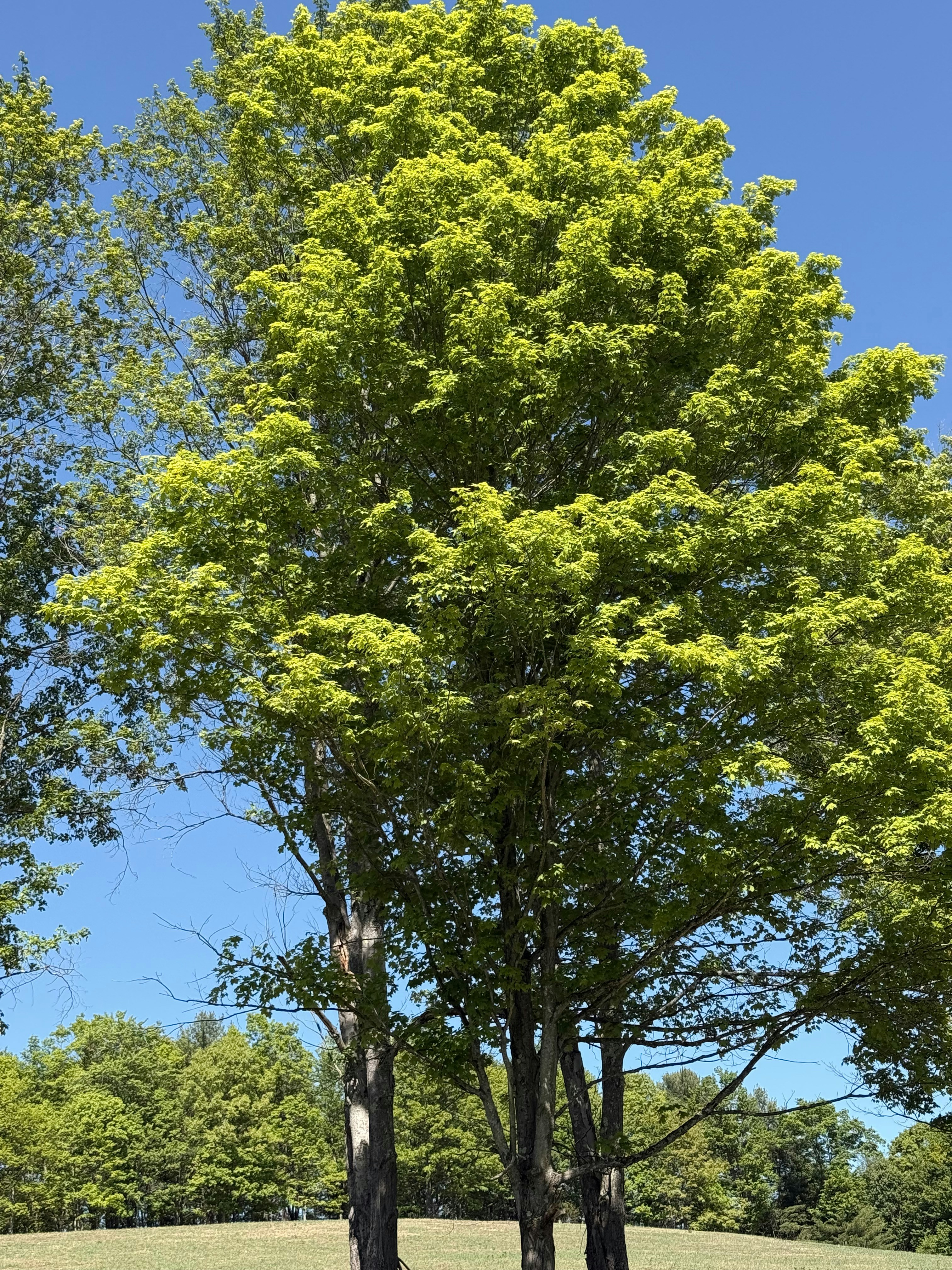 Verdant Tulip-Tree Canopy Under a Clear Summer Sky