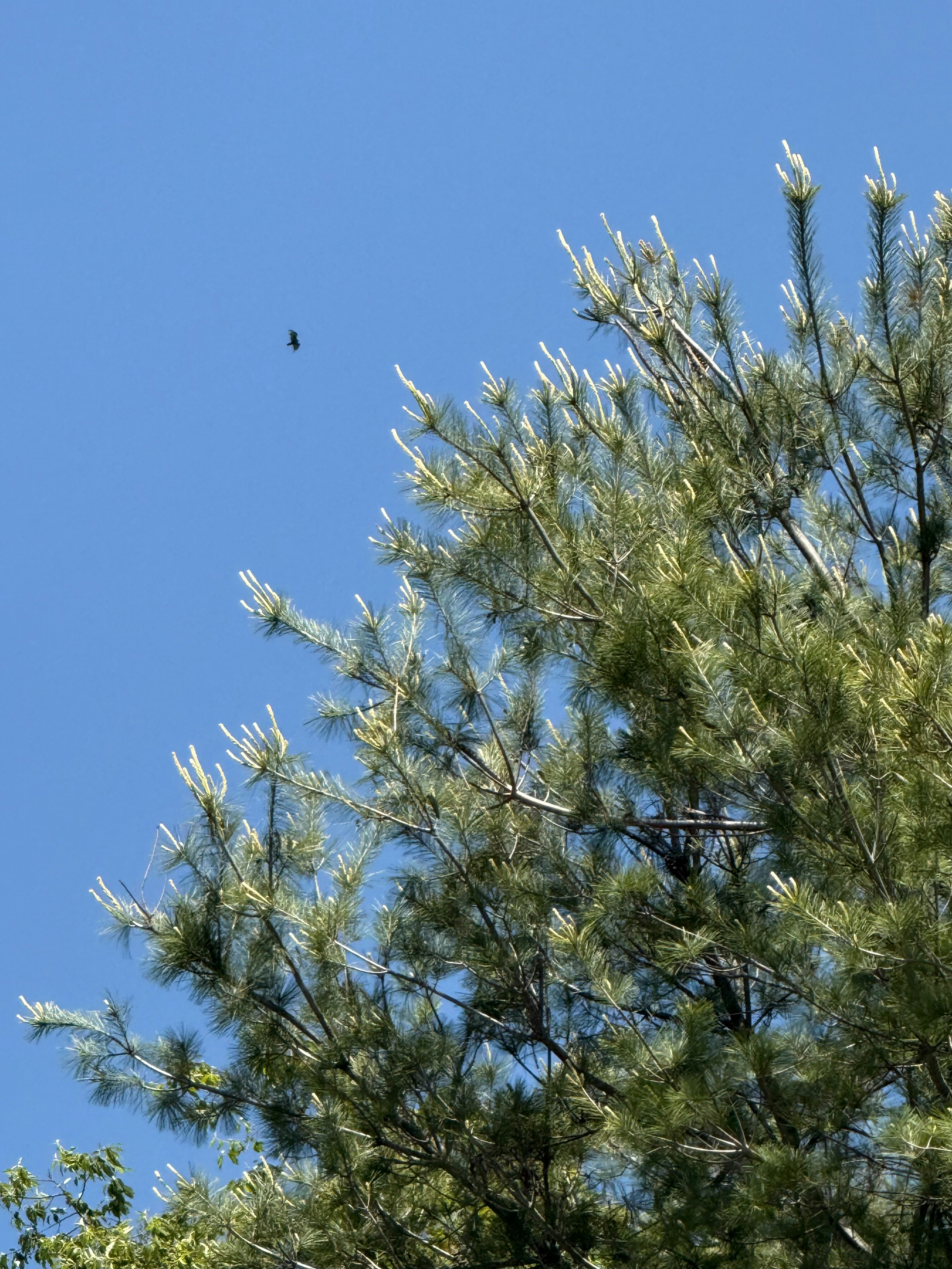 Skyward Pine: A Lone Bird Against a Clear Blue Dome