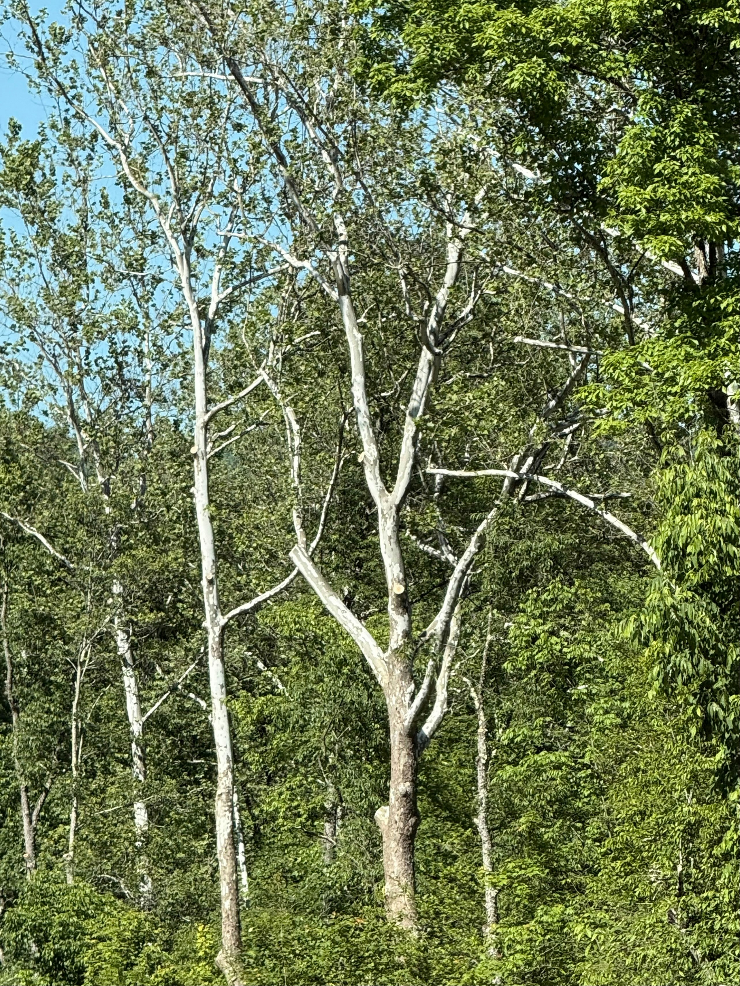 Ghost Maples in Morning Light