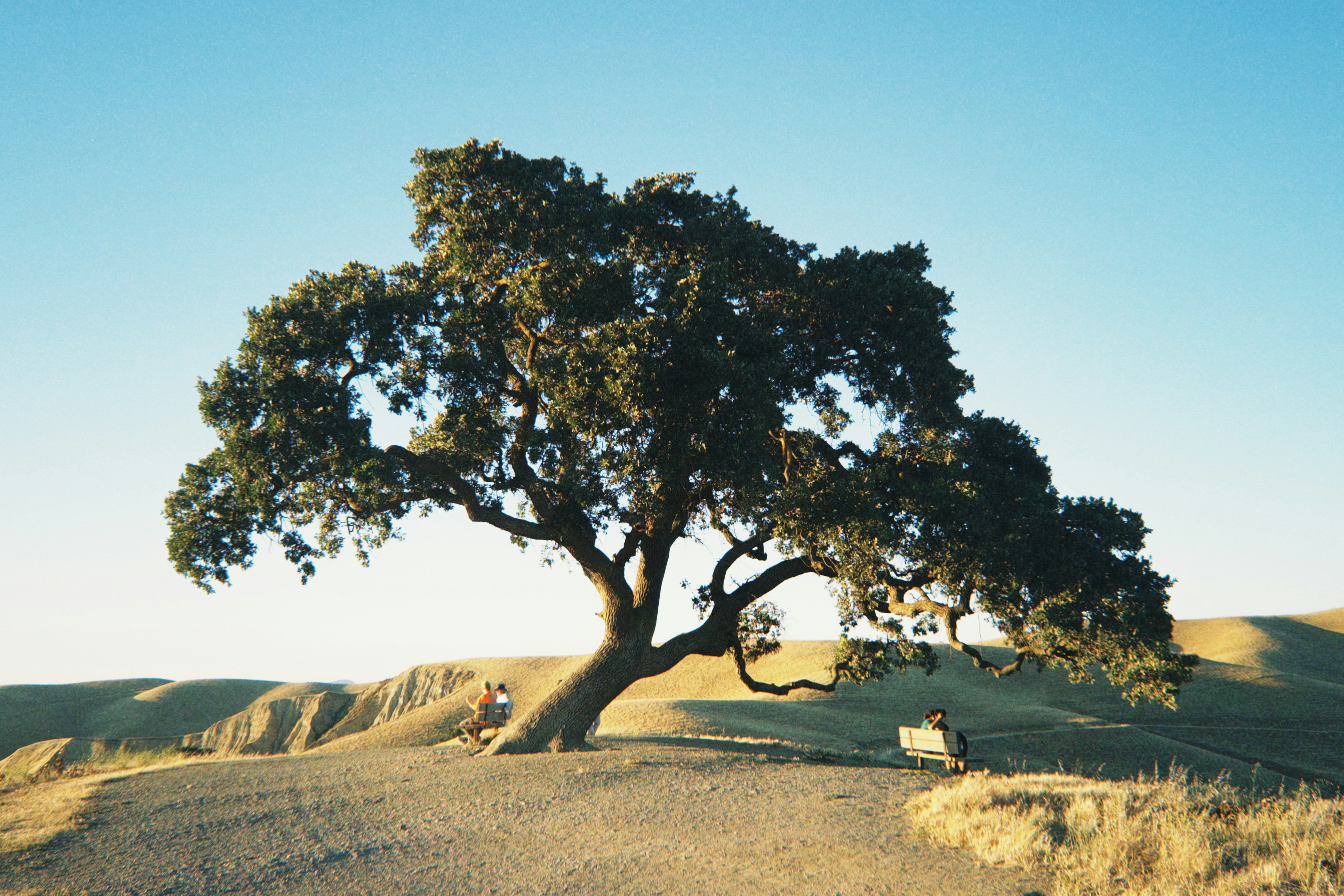 Old Oak on Rolling Dunes at Golden Hour