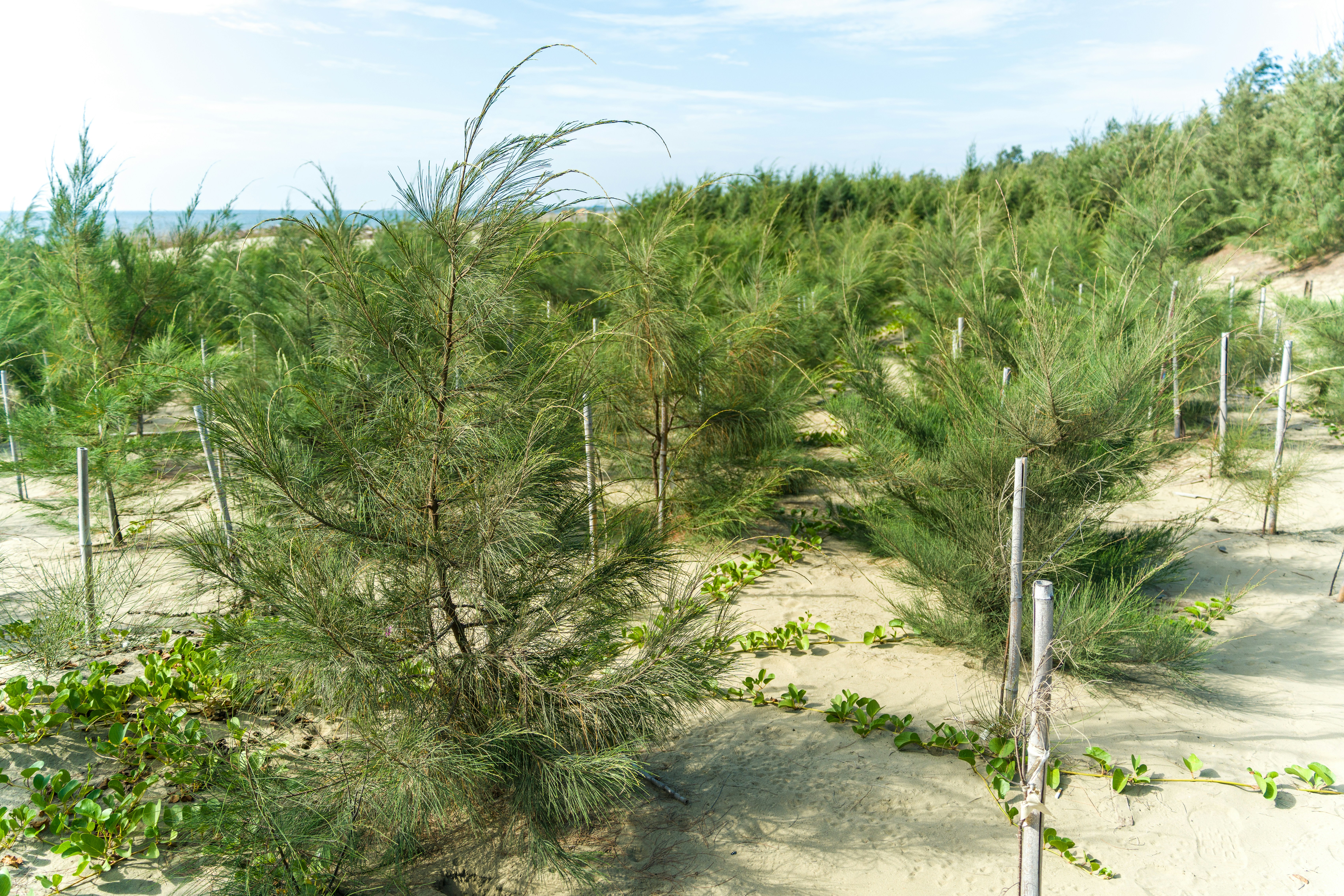 Rows of young pines on sunlit dune with sparse undergrowth