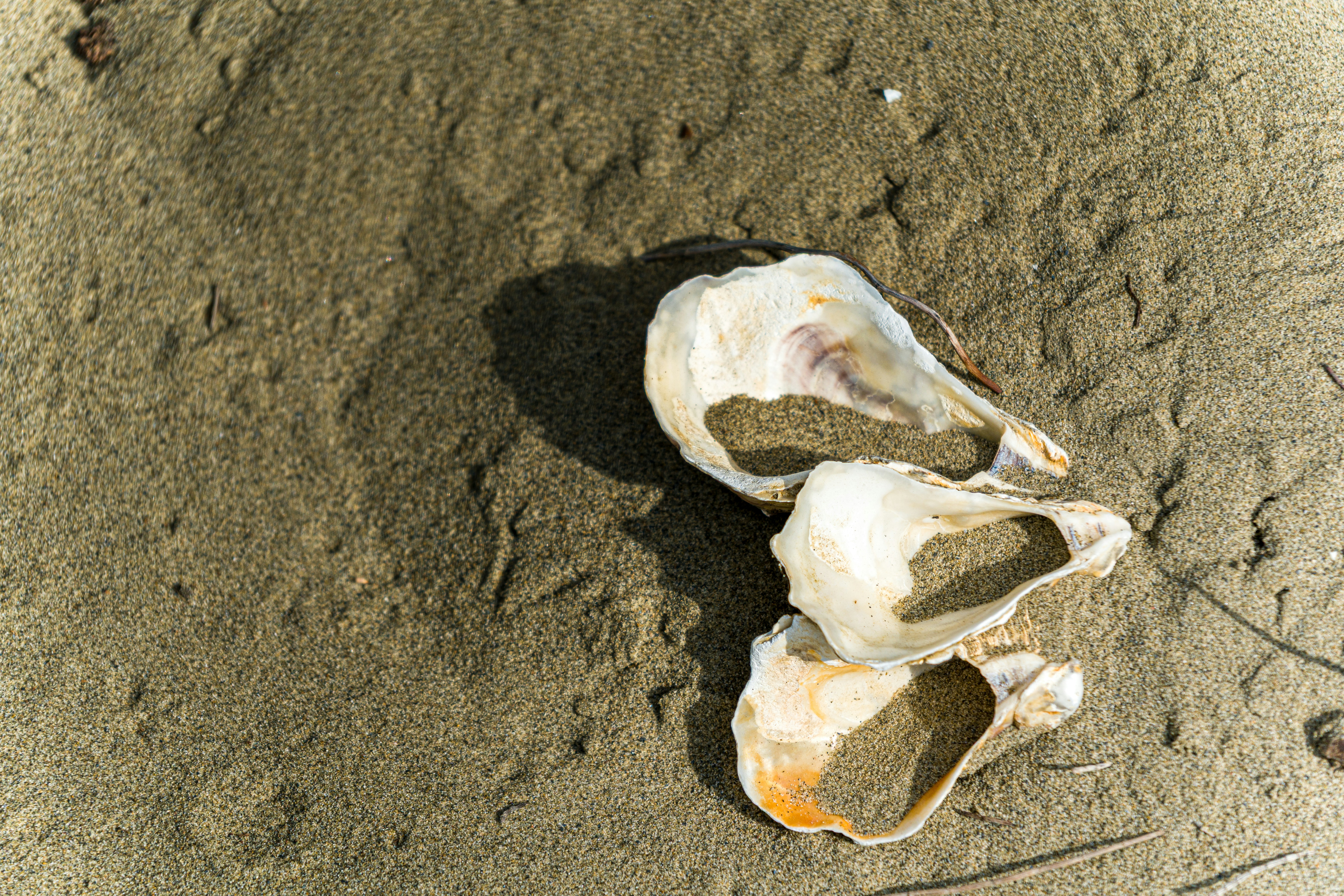 Several empty oyster shells lie scattered on the sandy beach.