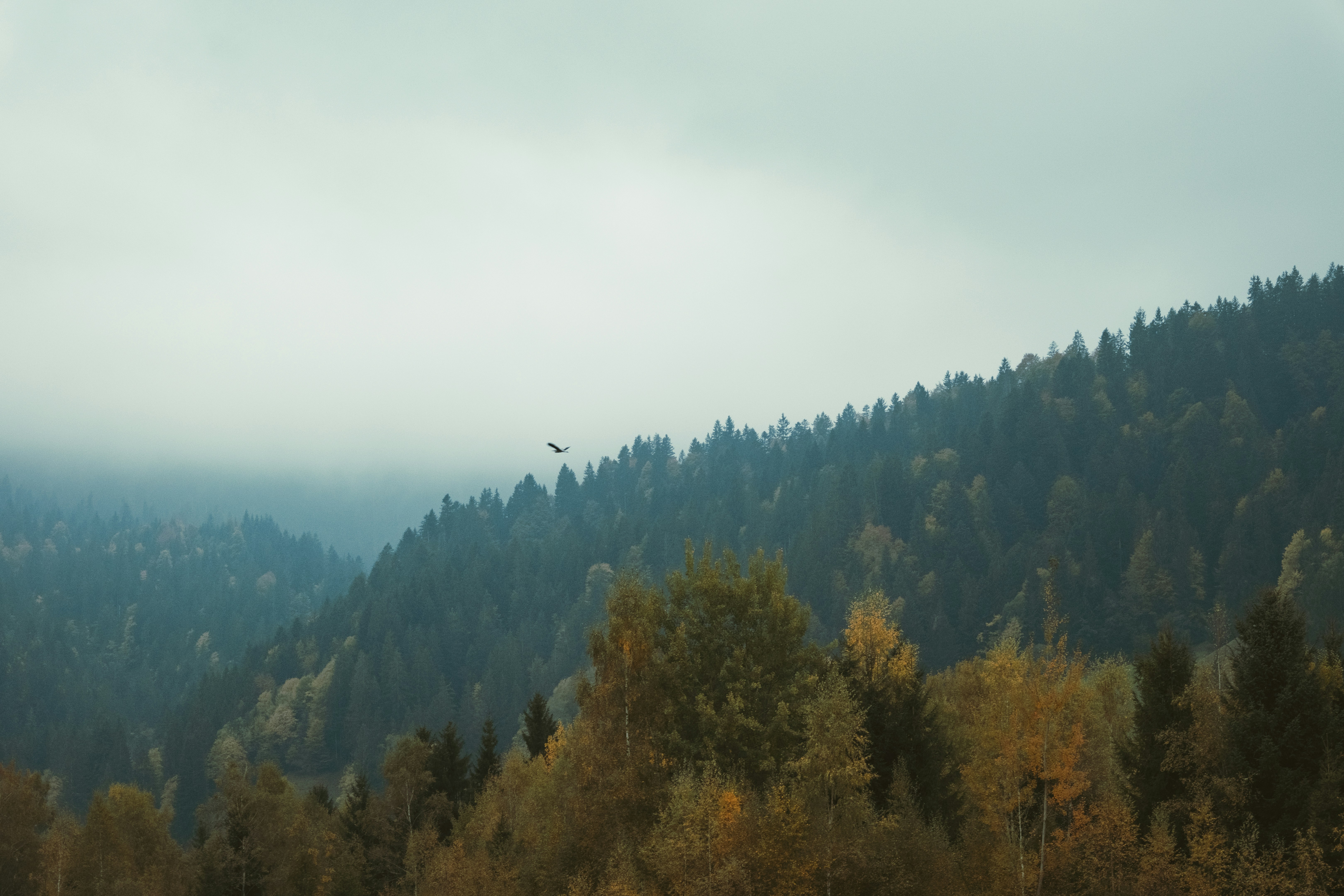 A solitary bird over autumn ridges