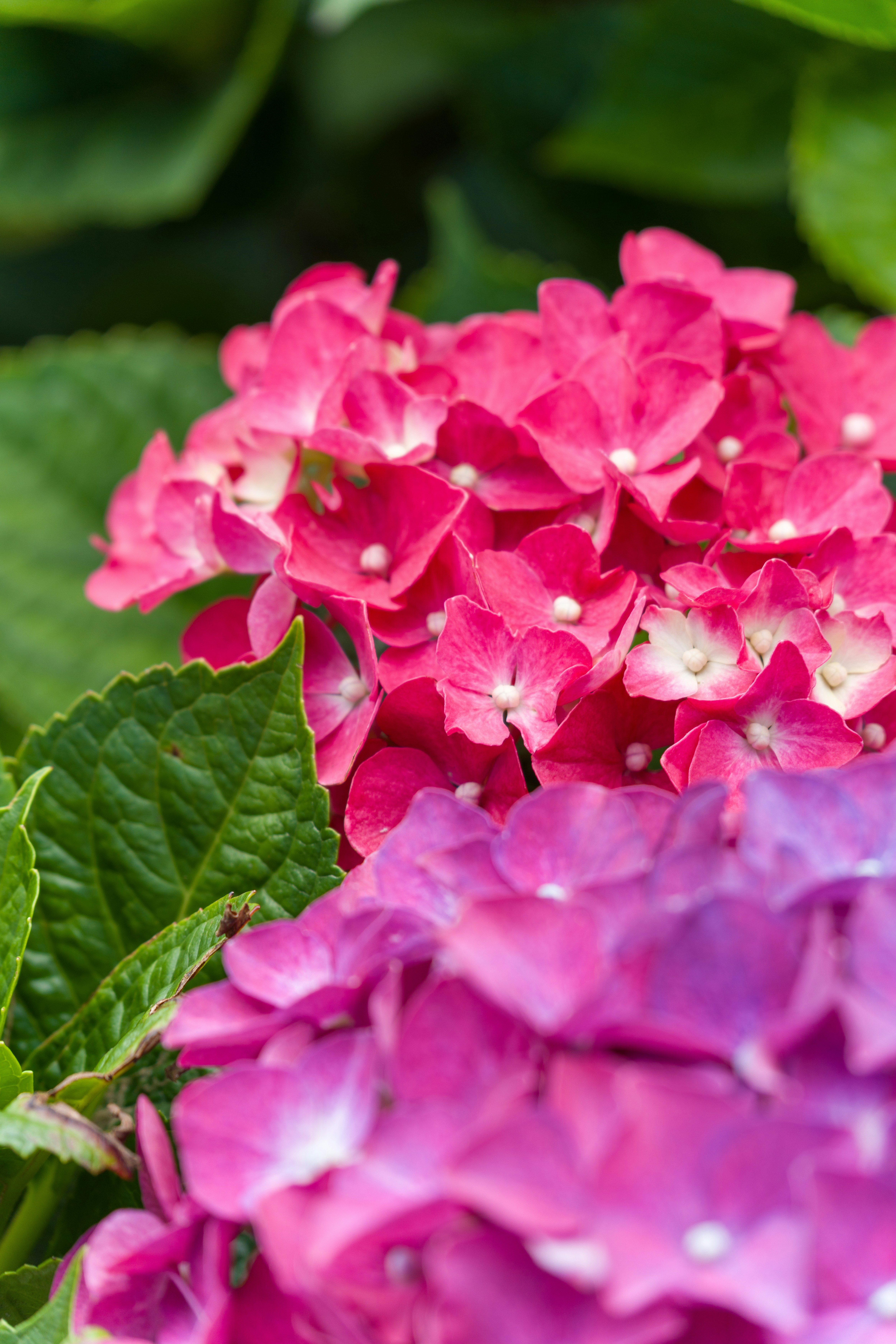 Vibrant pink and purple hydrangea blossoms with green foliage.