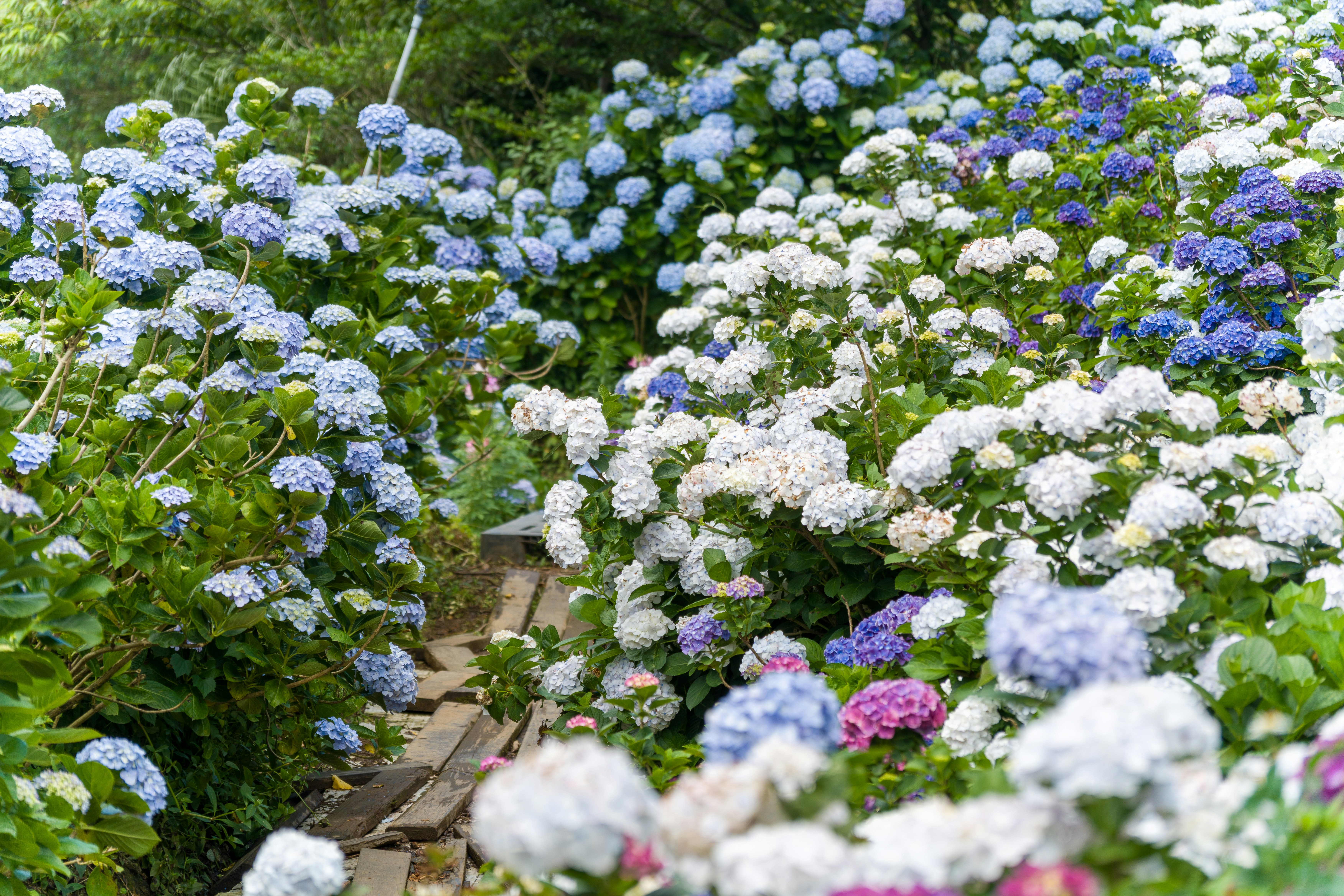 Colorful hydrangea blossoms line a rustic garden path.