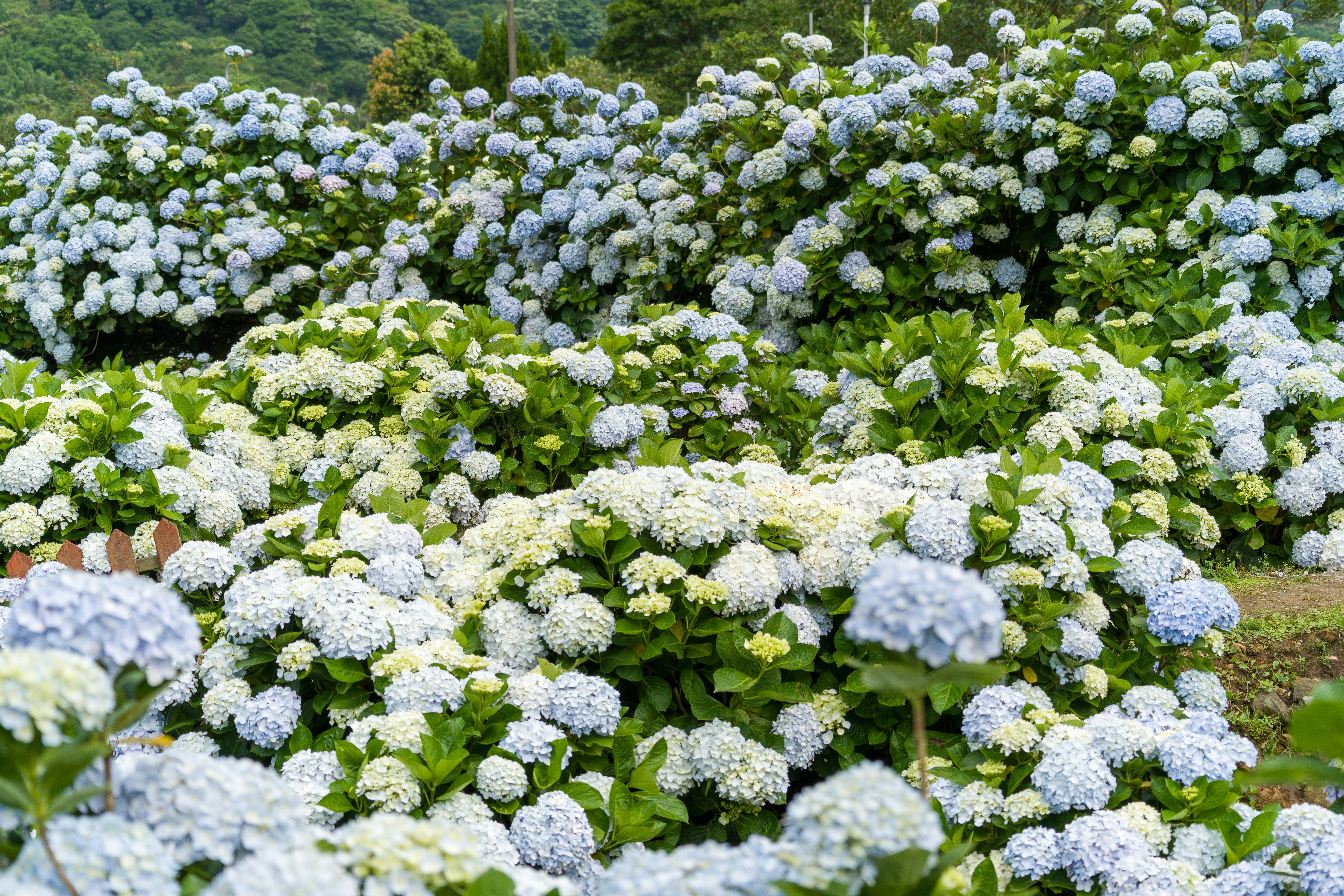 A field full of white and blue hydrangea flowers.