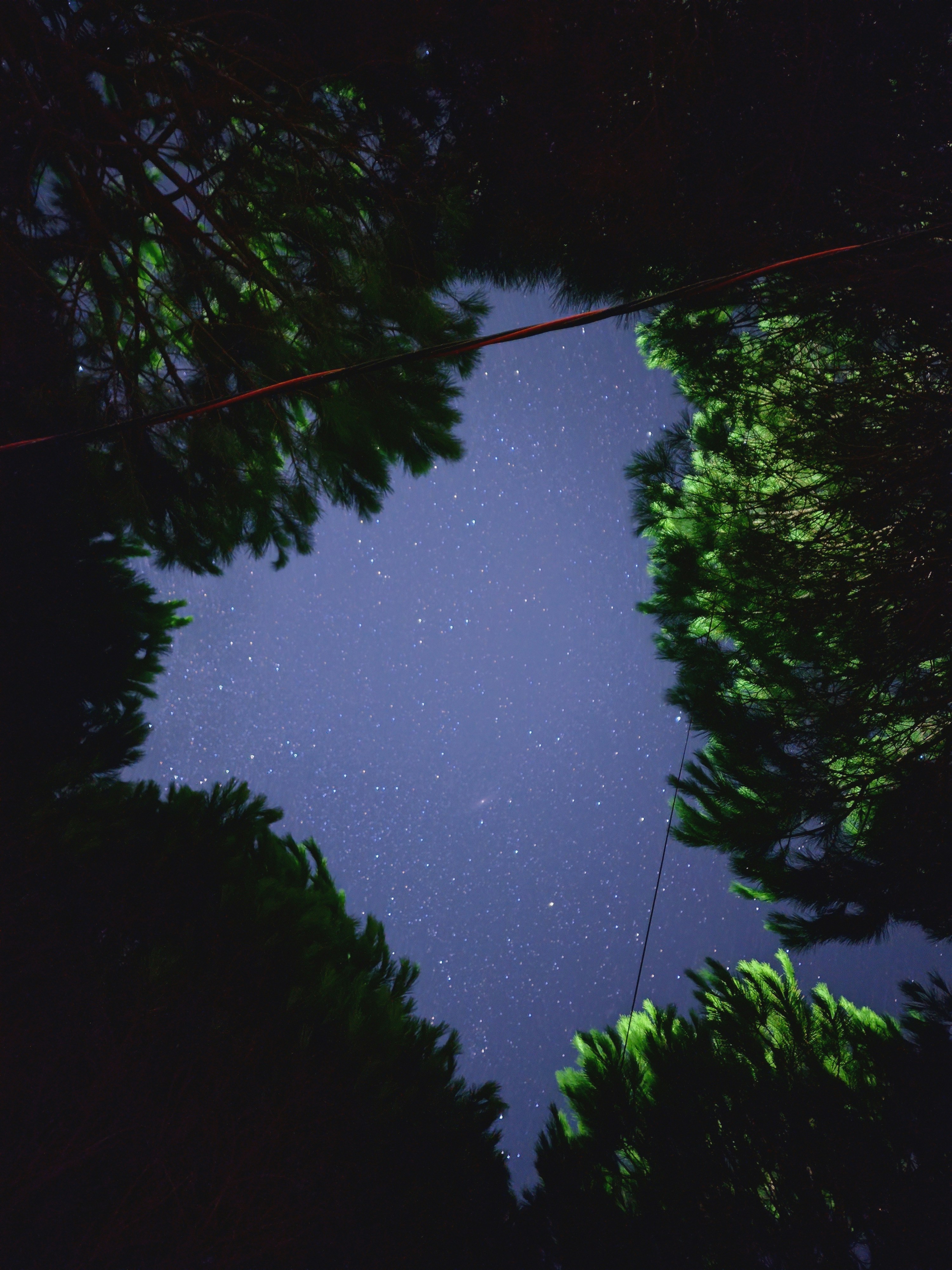 Starfall Between Canopy: Night Sky Through a Forest Ring