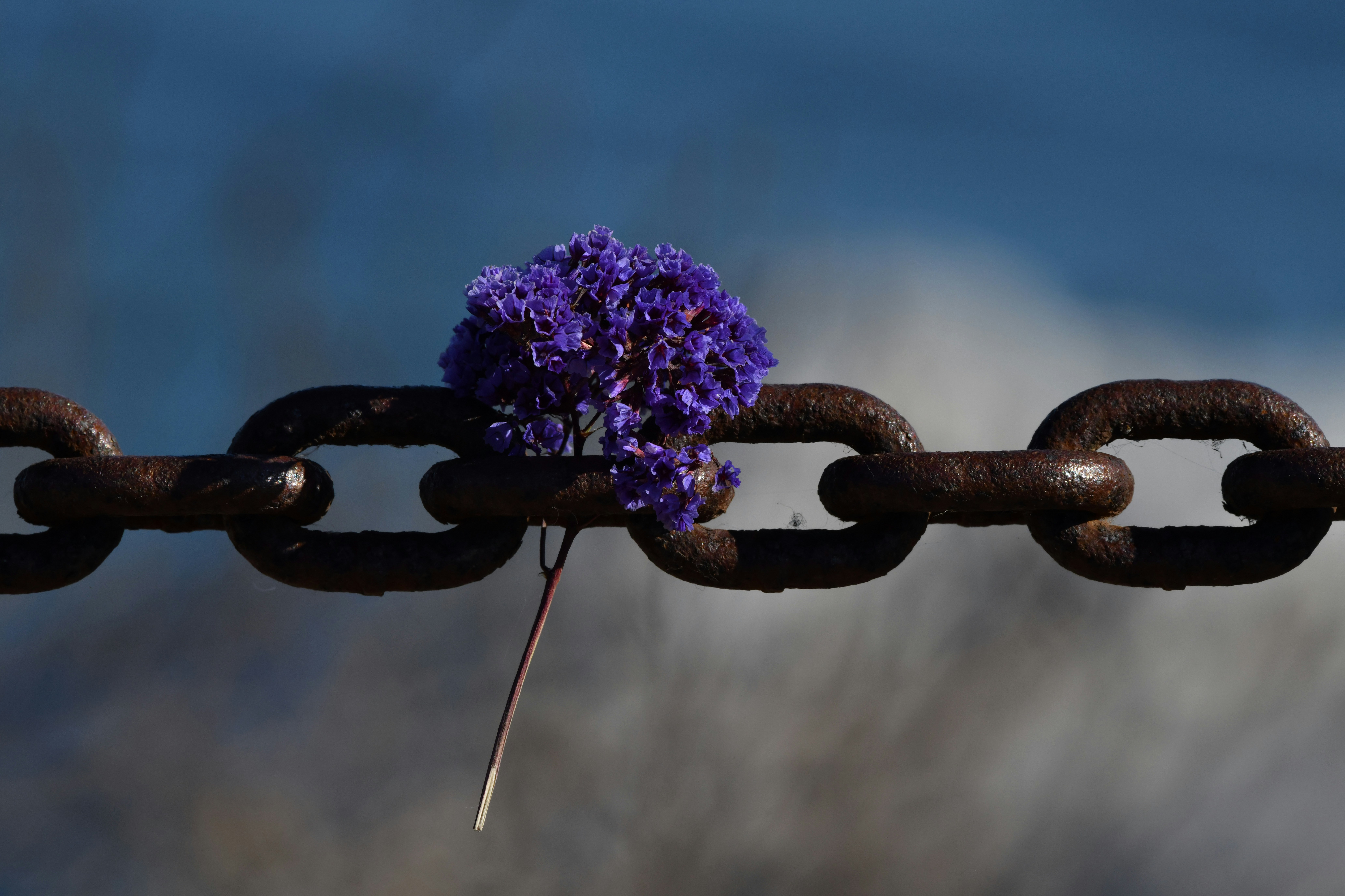 Rust and Violet: A lone bouquet on a tethered chain