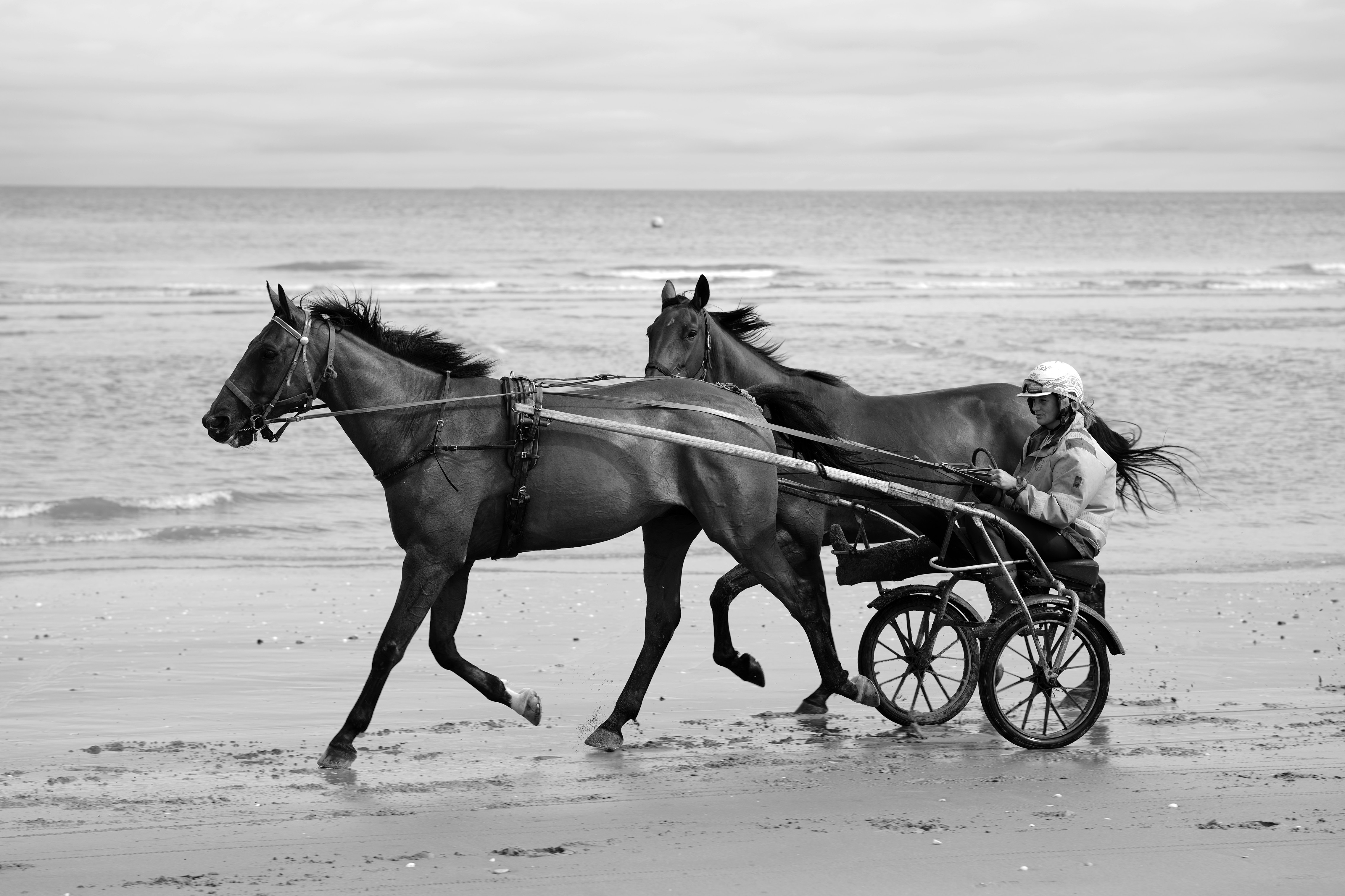Horses pulling a sulky with a driver on a beach.