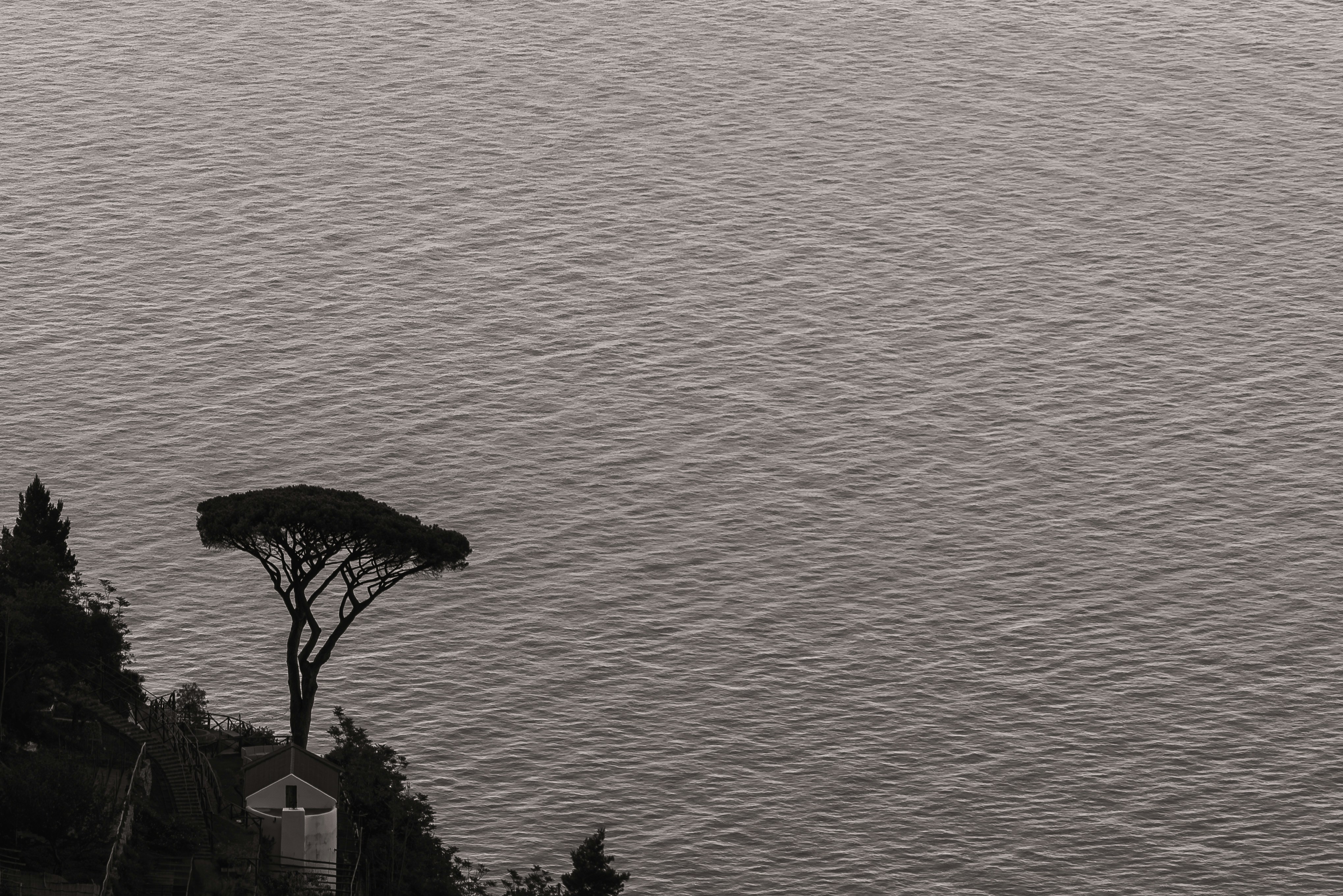 Lone Pine by the Sea: Quiet Shoreline with a Leaning Tree
