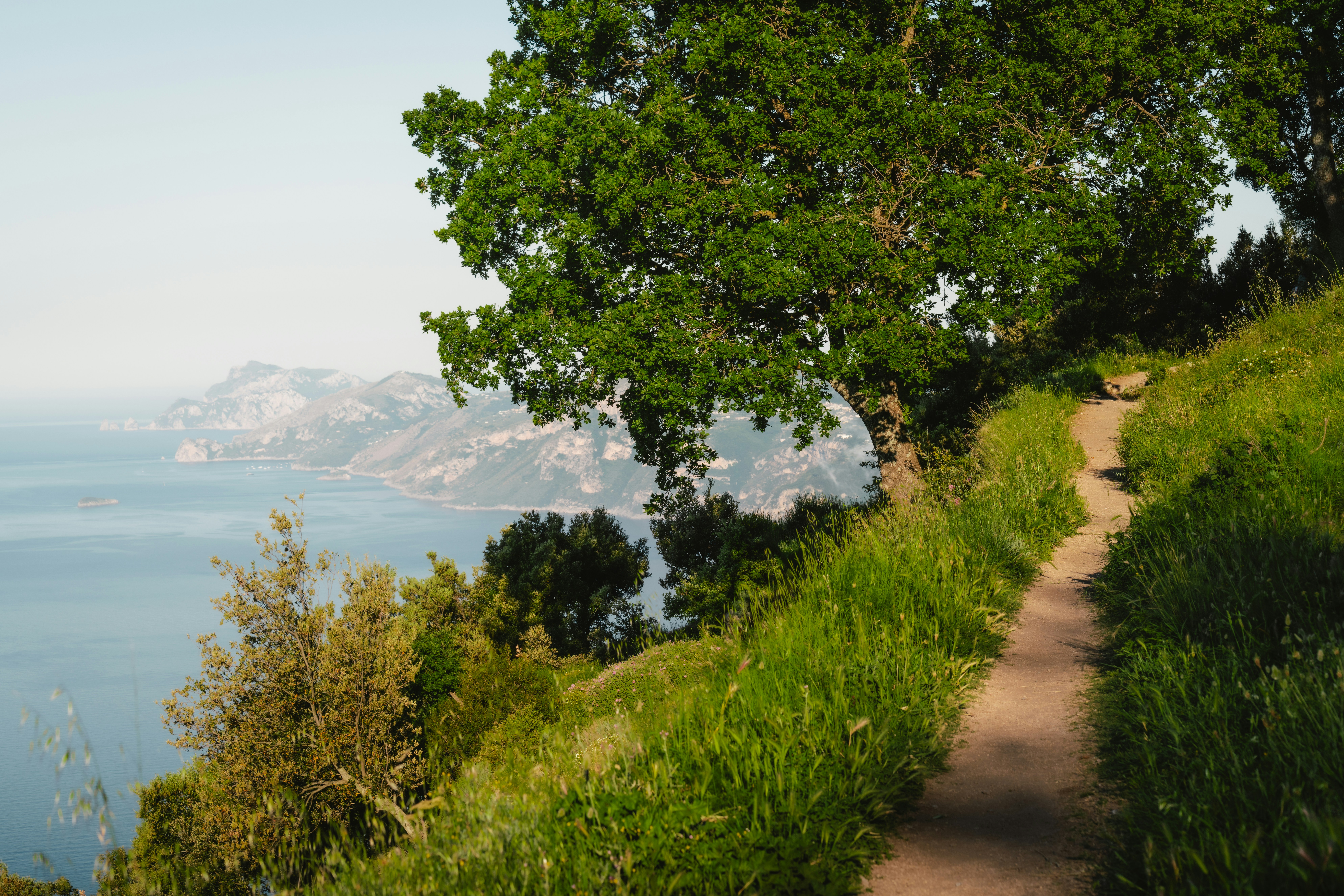 Lush cliffside trail winding toward the sea under a spreading oak