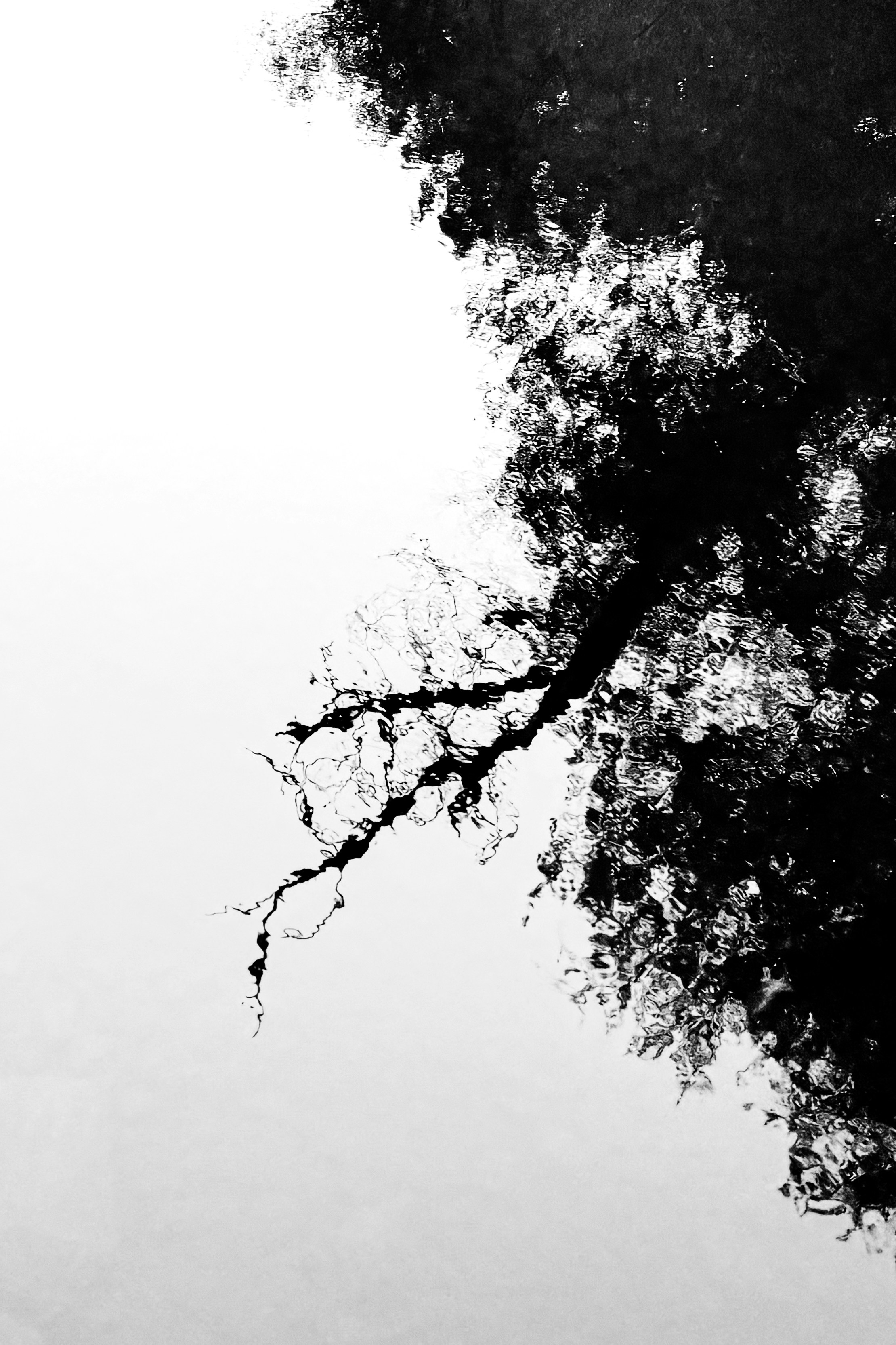 Monochrome Canopy: A Tree Branch Reaching Into Silence