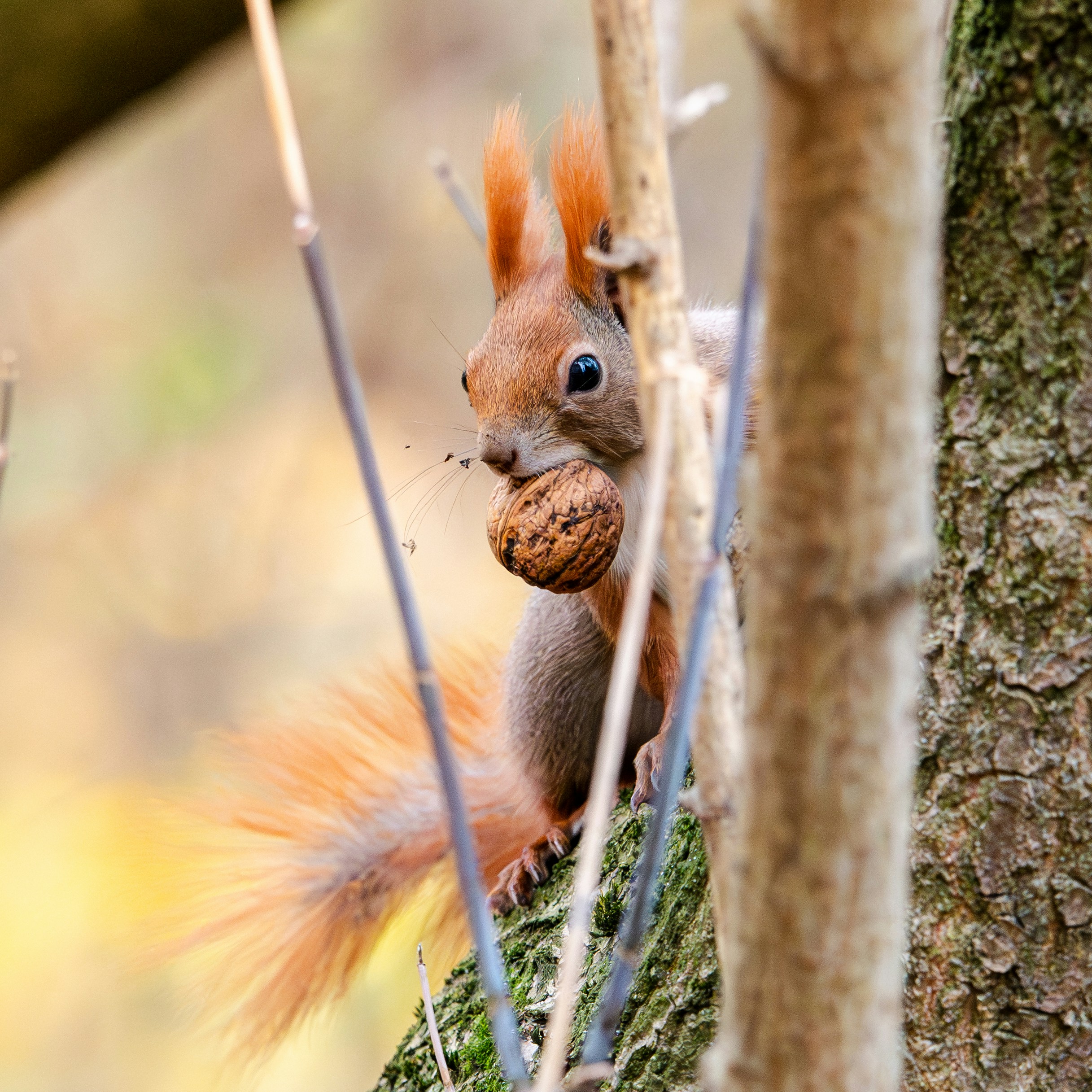 Nutty Standoff: Squirrel Grips a Walnut-Streaked Moment