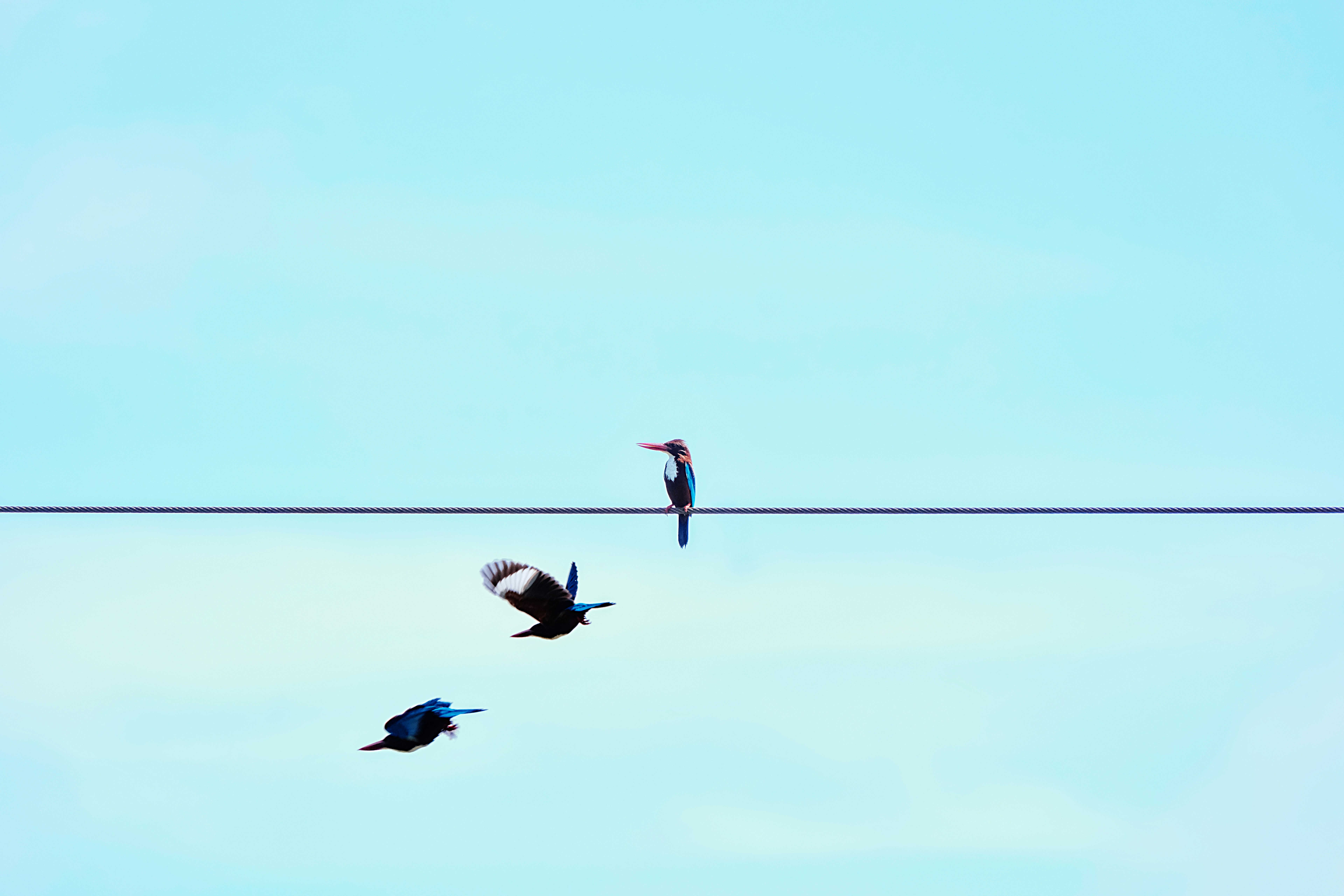 Aerial Meeting: Birds on the Wire under a Quiet Skies