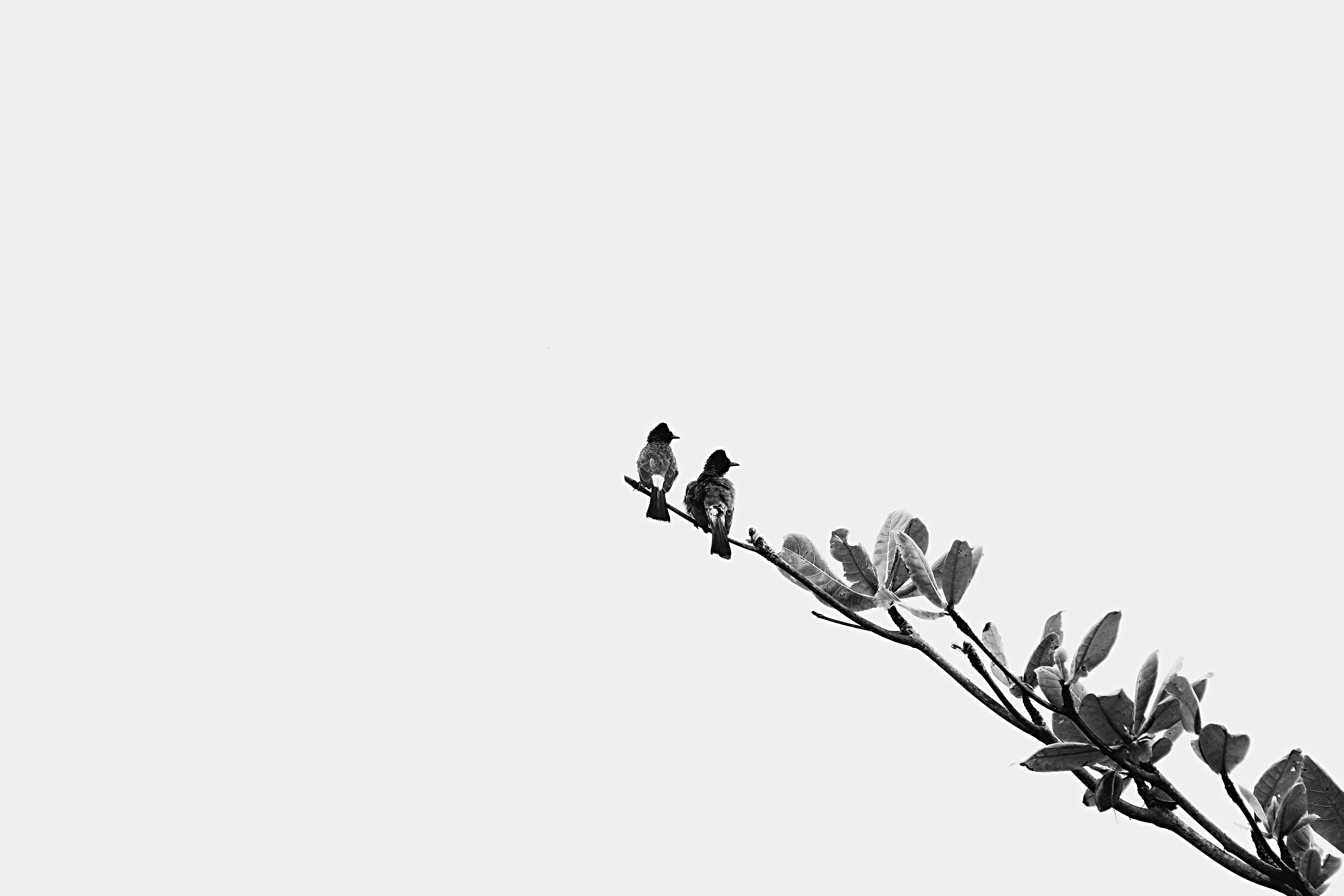 Tiny perched duet: a minimal branch with two birds against vast pale sky