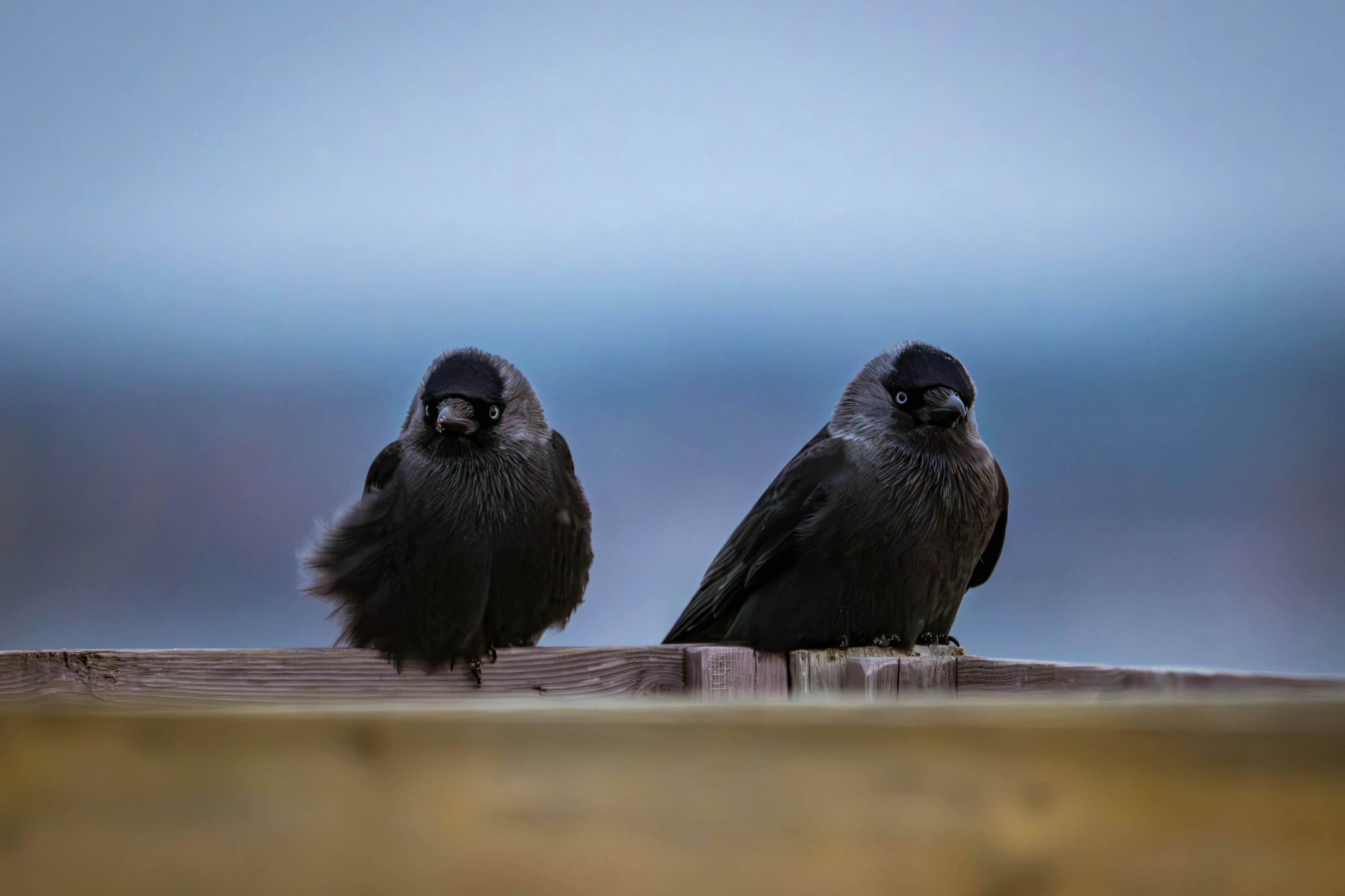 Two small black birds sit on a wooden railing with a soft, blue gradient background, creating a calm, minimalist scene.