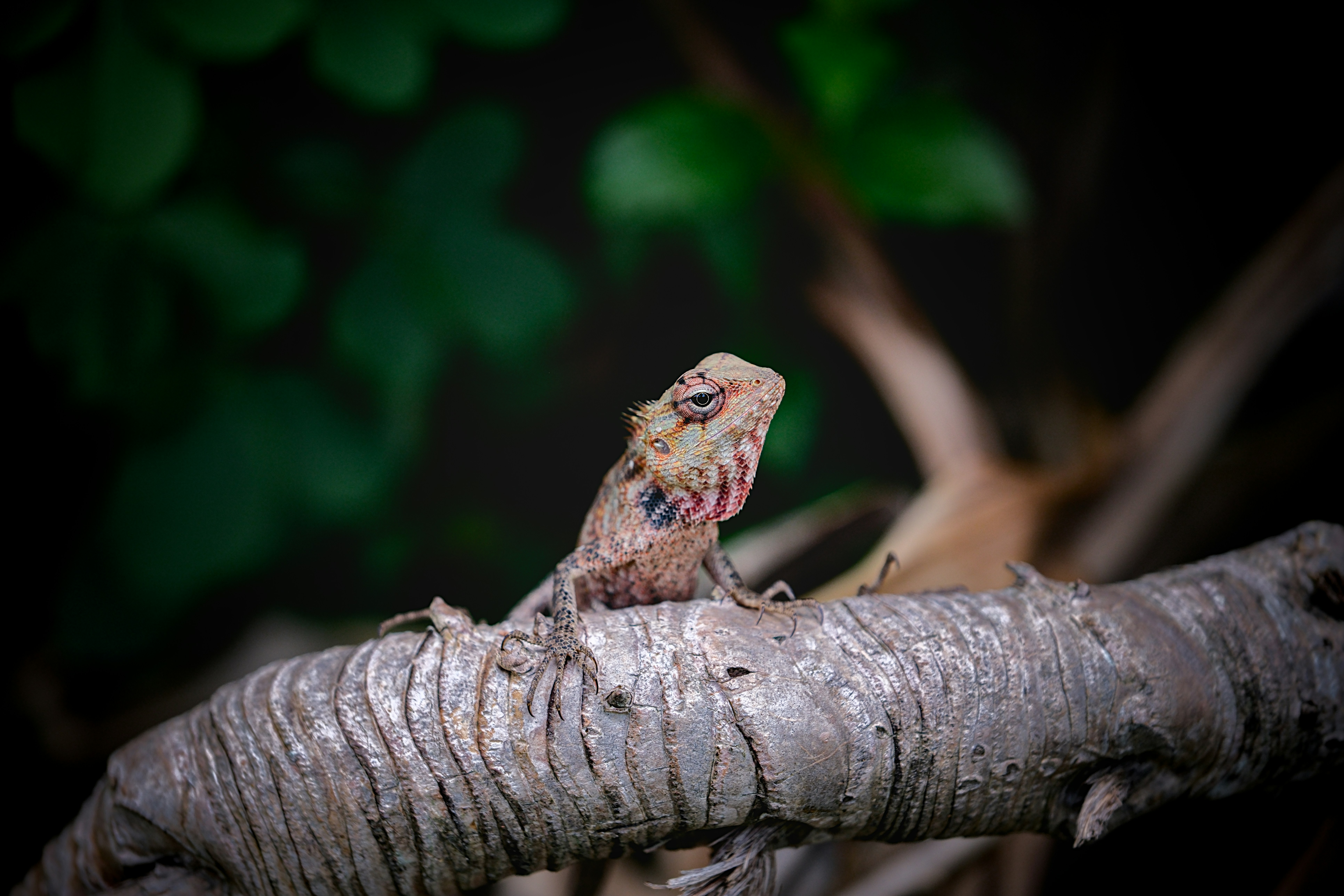 Lizard Emergence: A Curious Head Peeks Over a Weathered Burl