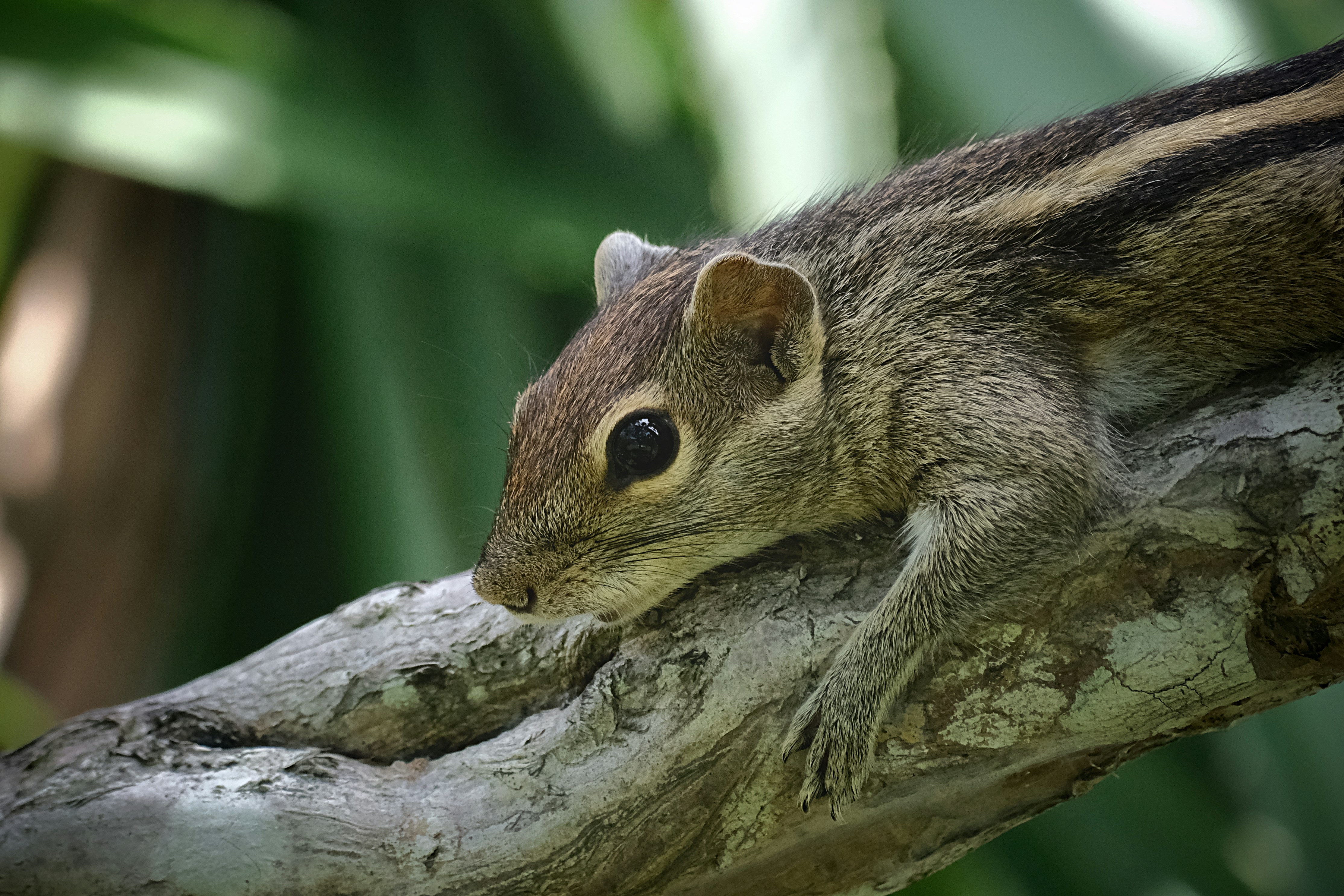 Curious Squirrel Perched on a Gnarled Branch