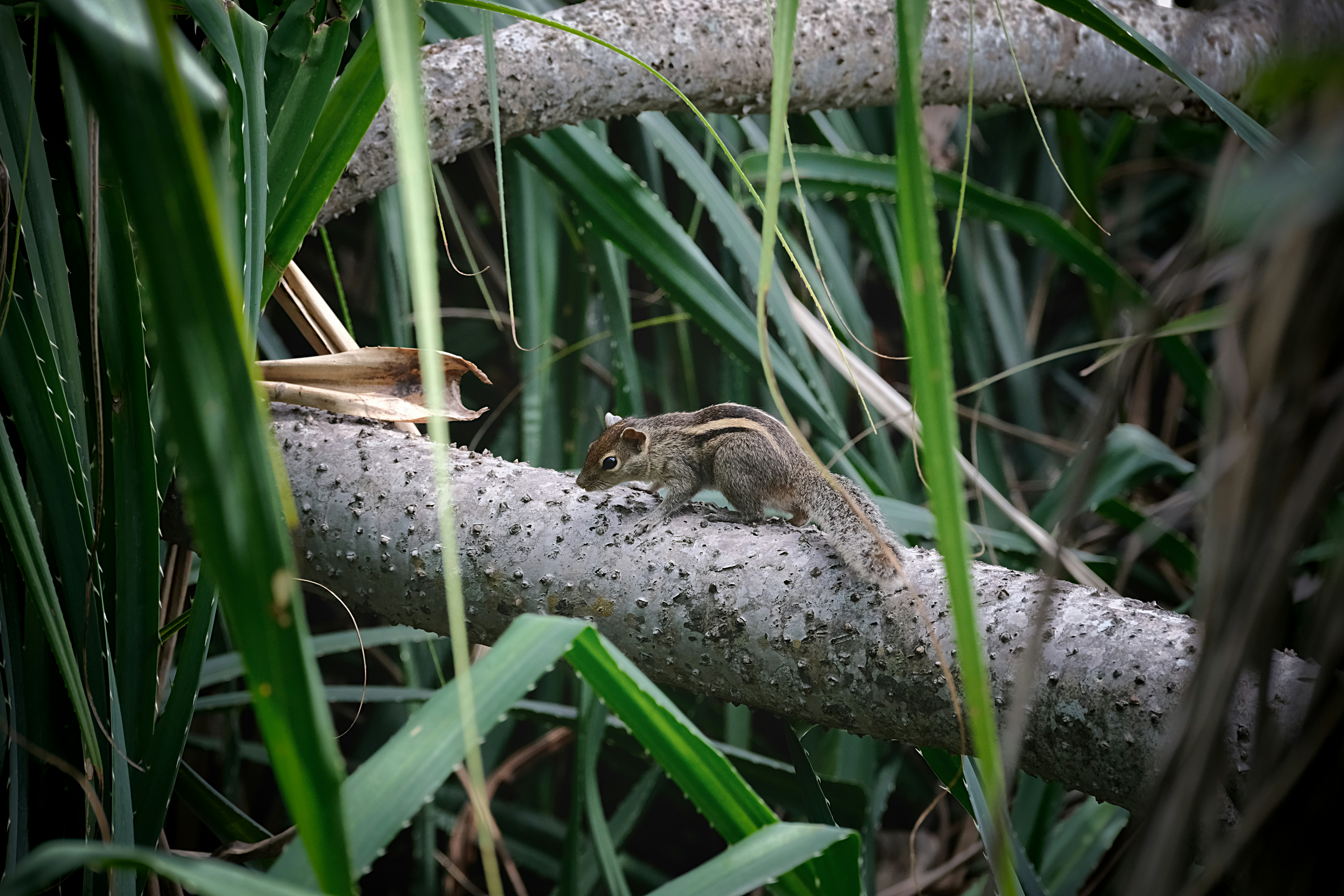 Squirrel Rest on a Reedy Branch