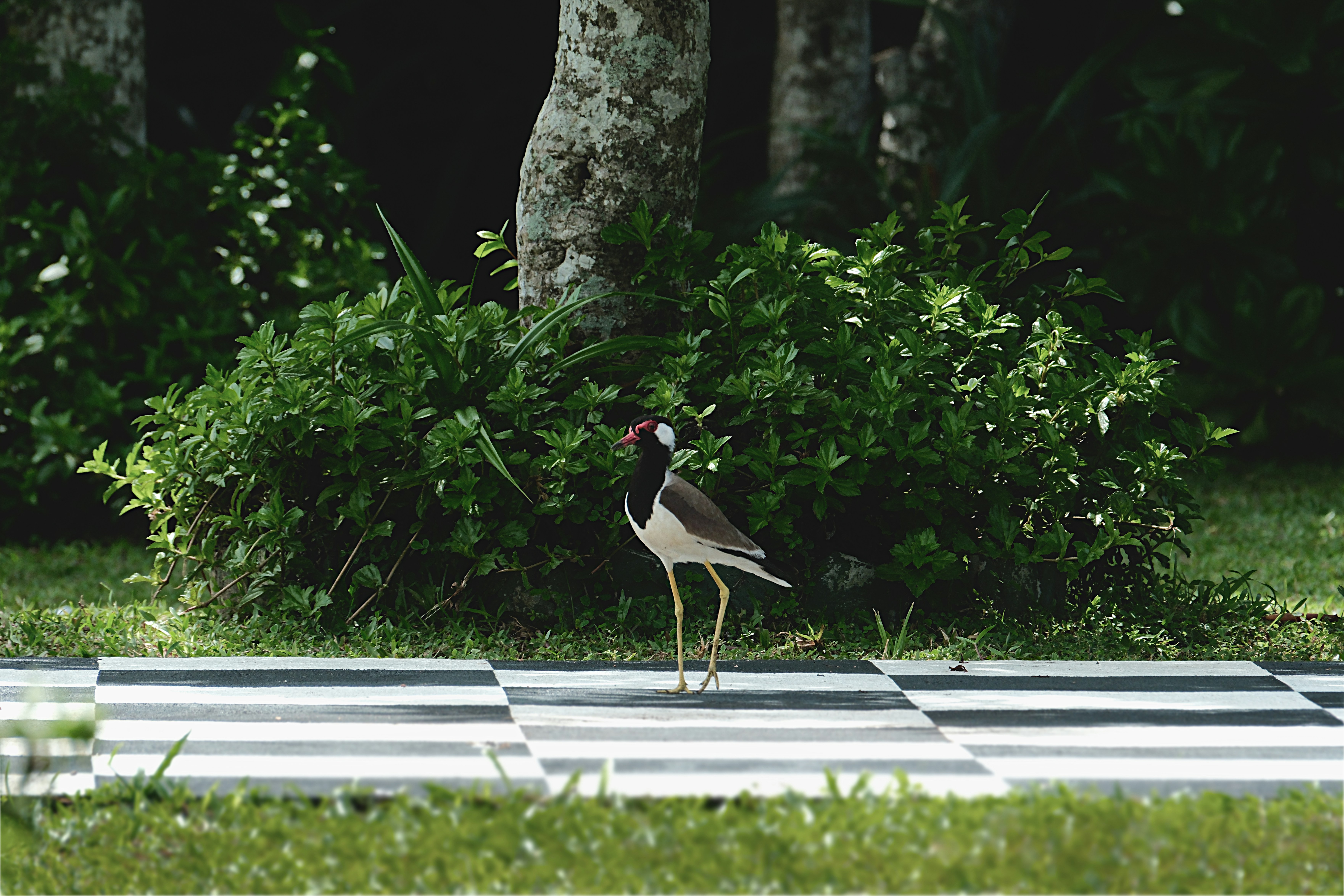 Crane on checkerboard path: a quiet pause by the garden