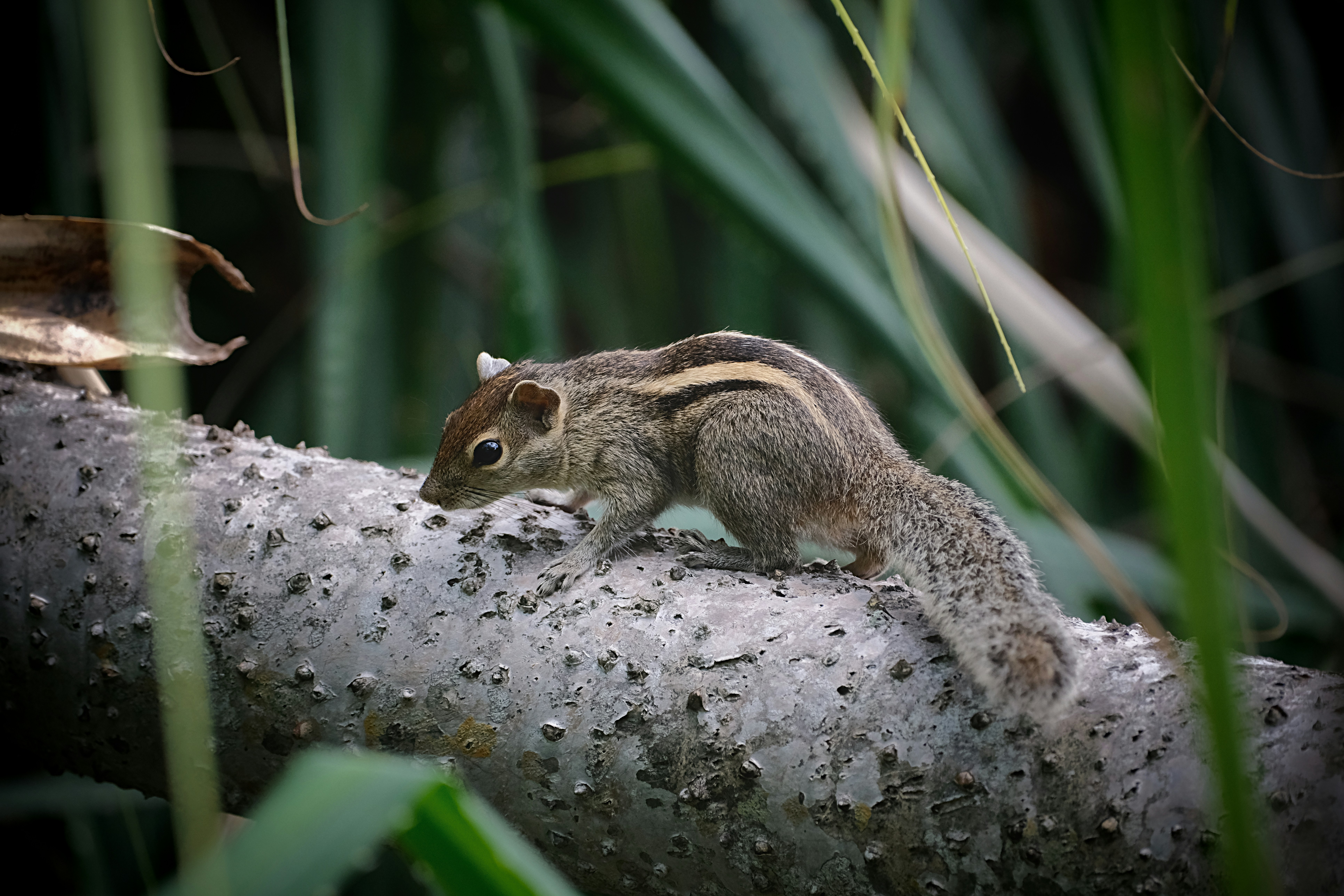 Squirrel Scout on a Weathered Log