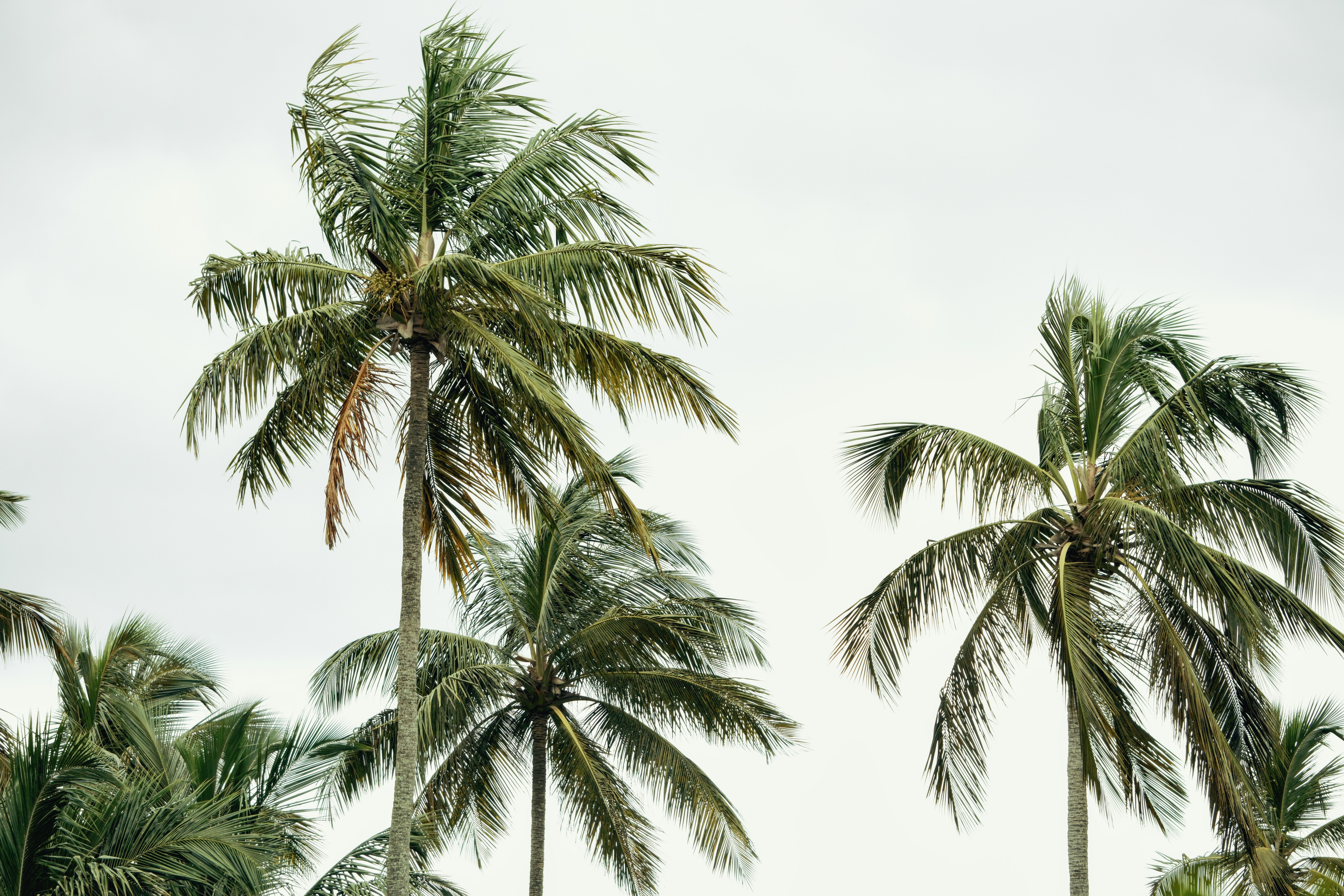 Tall Palms Against a Quiet Sky