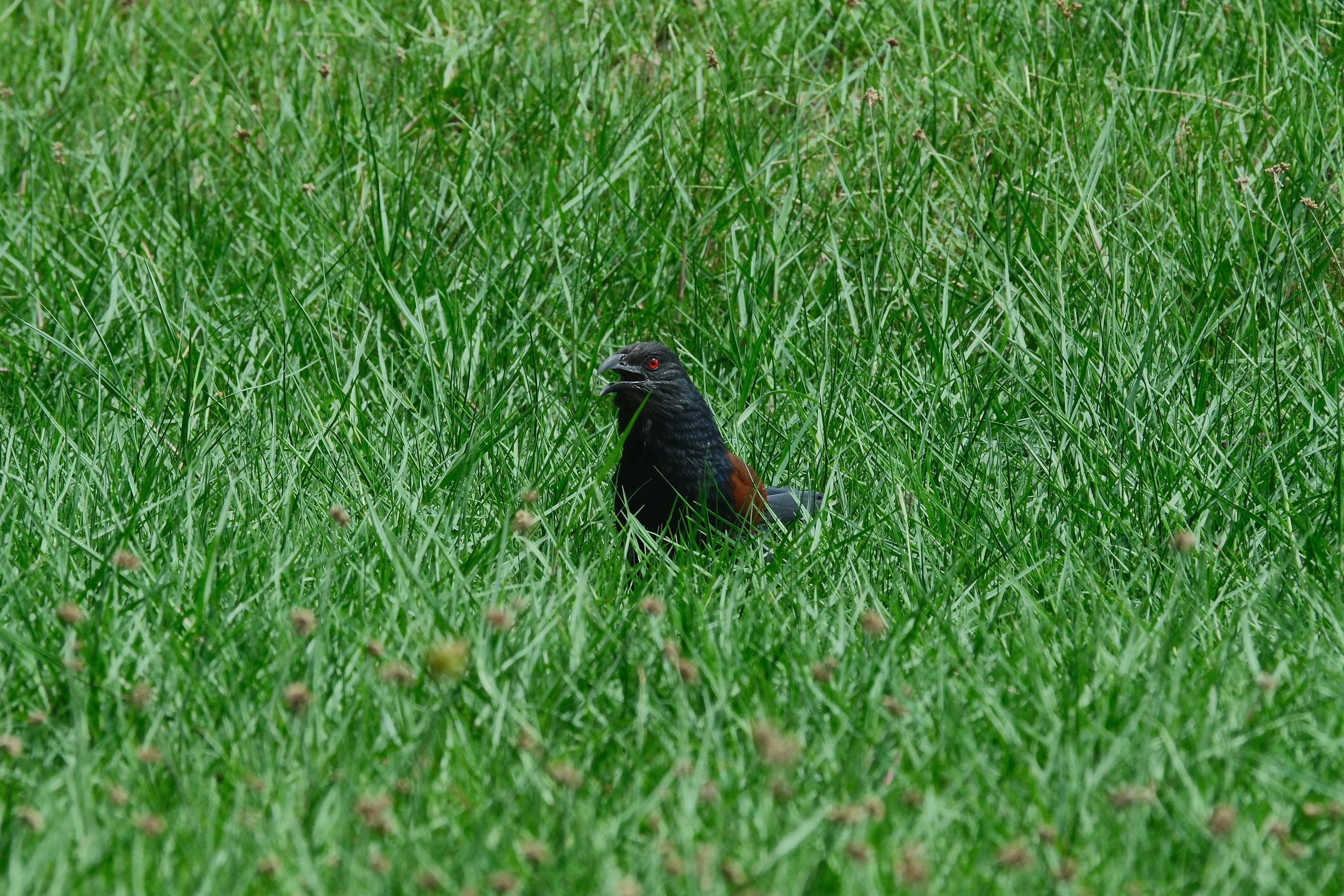Hidden in the Grass: A Black Bird Emerges from the Green Sea