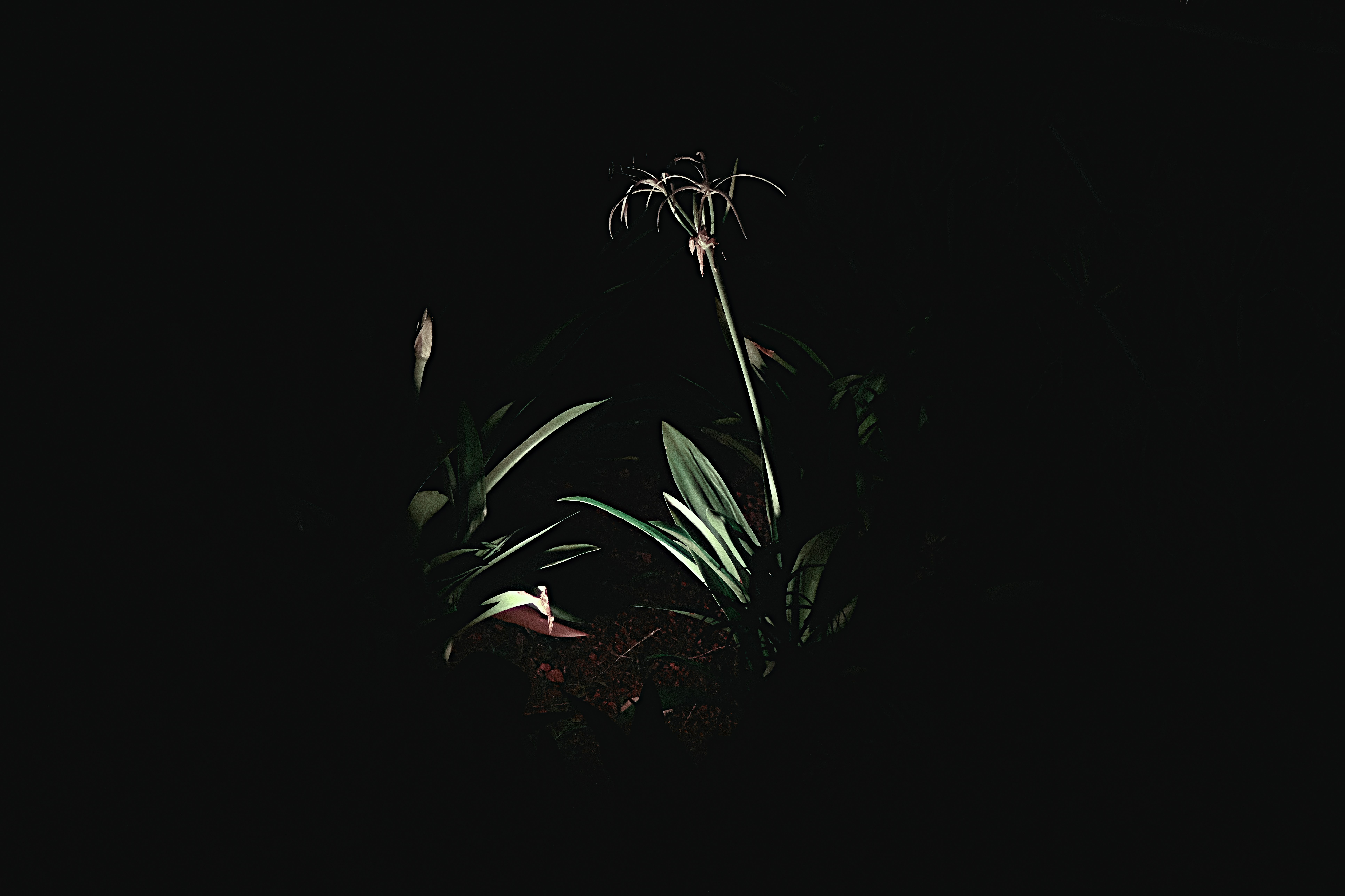 Spotlit Lily in the Dark Garden