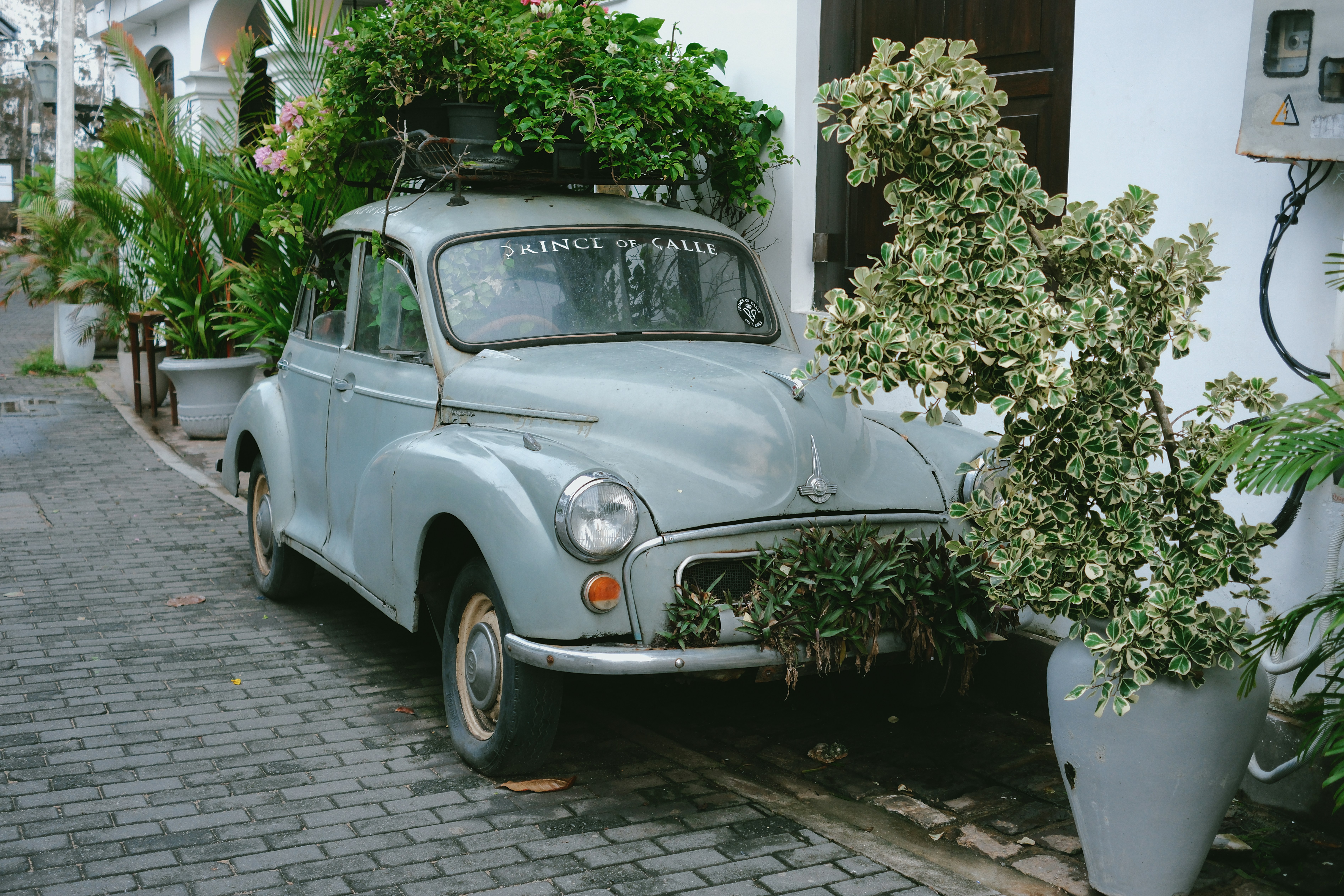 Vintage blue car rests beside a courtyard entry, overgrown with greenery