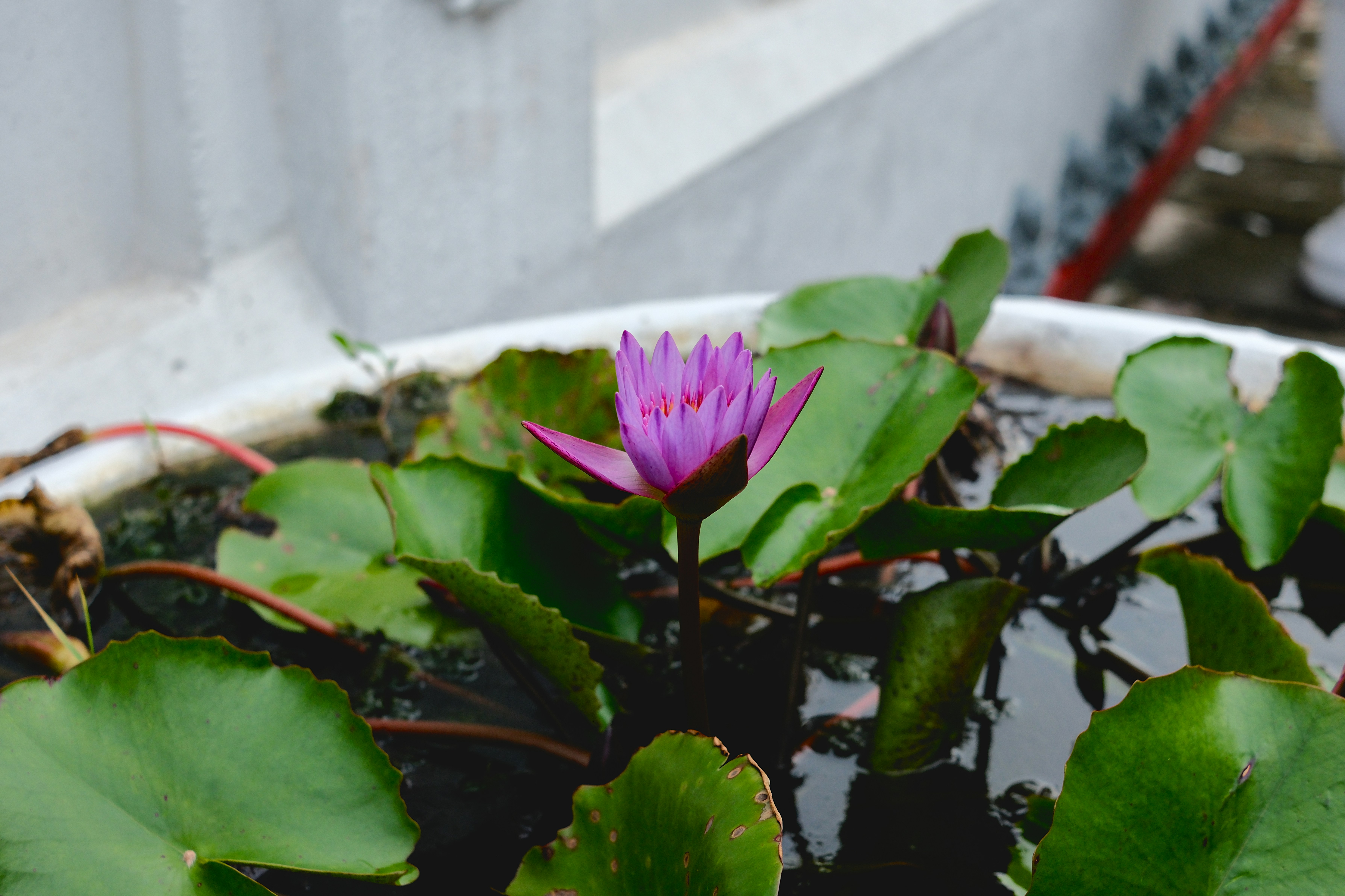 Isolated Lilac Bloom Rising from the Pond