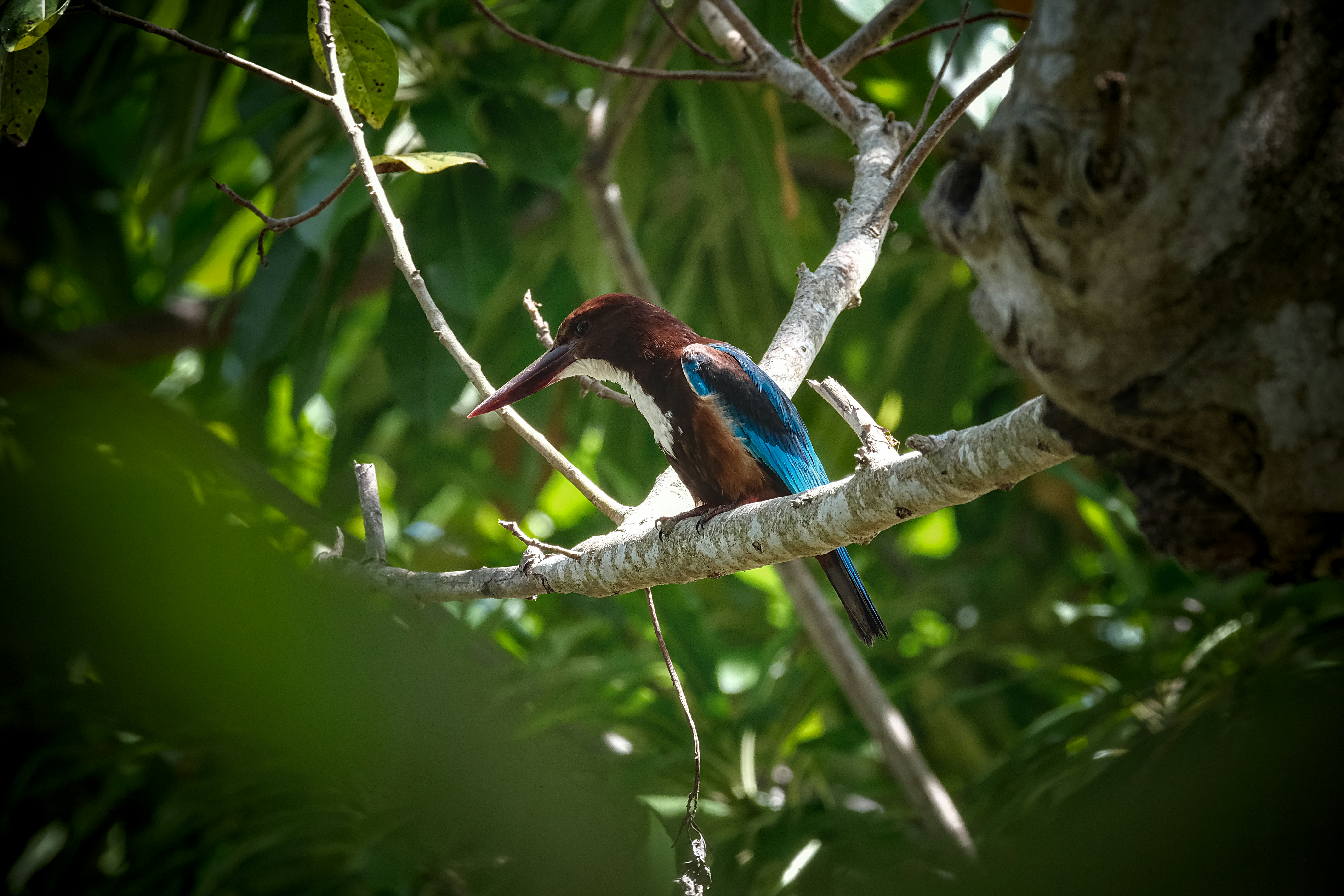 Azure-winged Kingfisher on a Branch: A Burst of Color in the Canopy