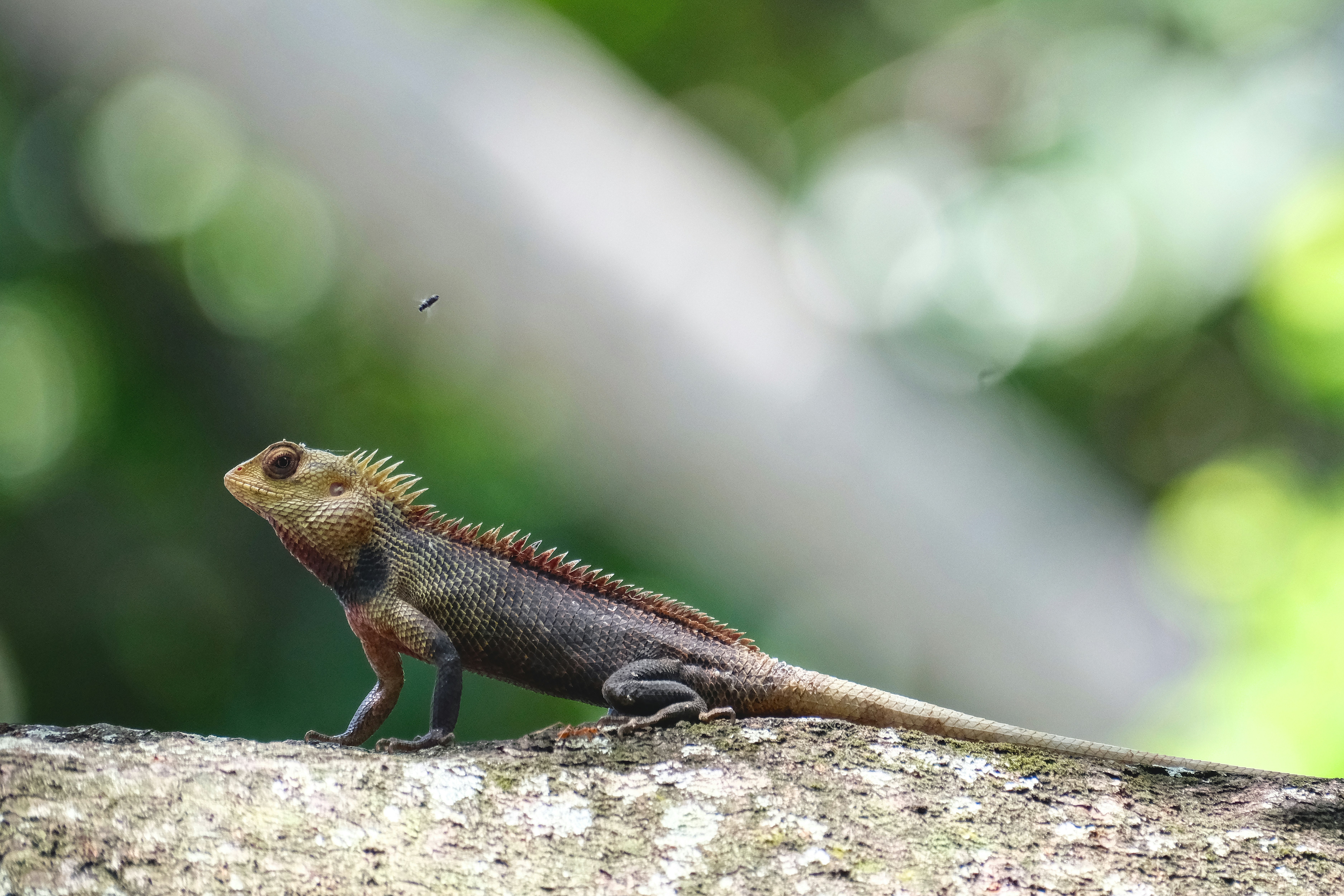 Lizard at the Edge: a lone reptile on a sunlit log