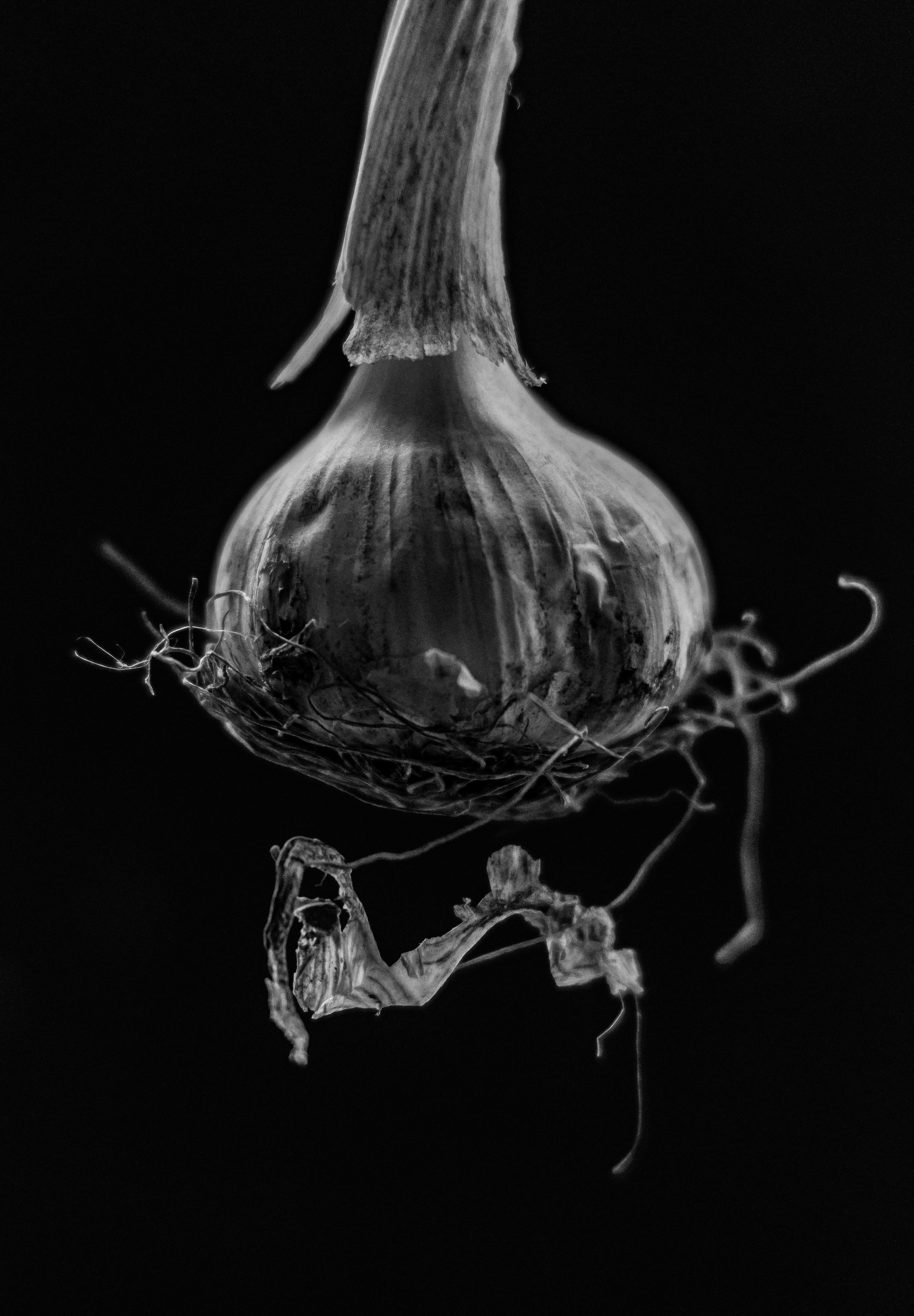 Monochrome Garlic: A Northern Crown of Tubers and Threads