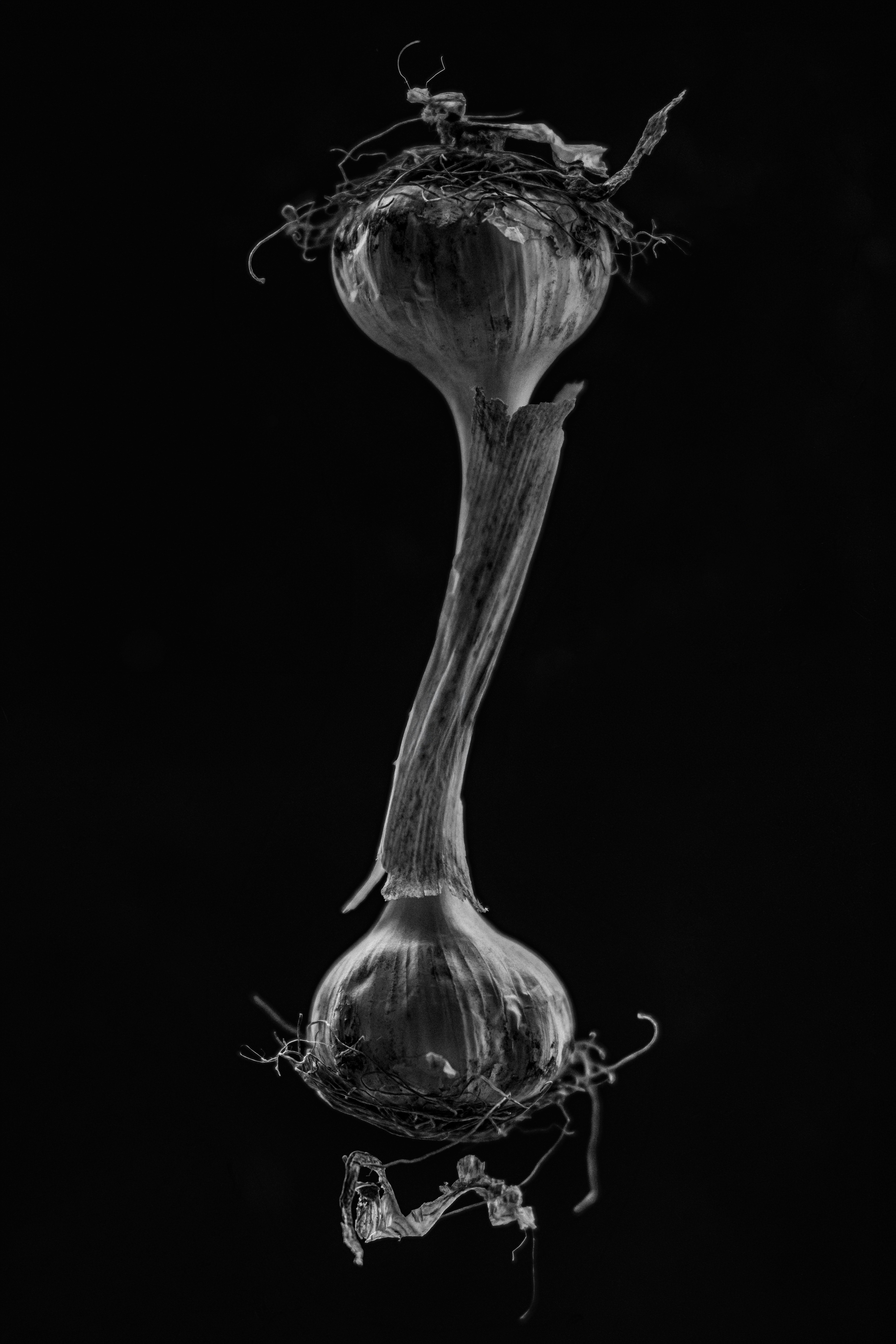 The Lone Stem: a stark black-and-white reveal of a spent onion bulb
