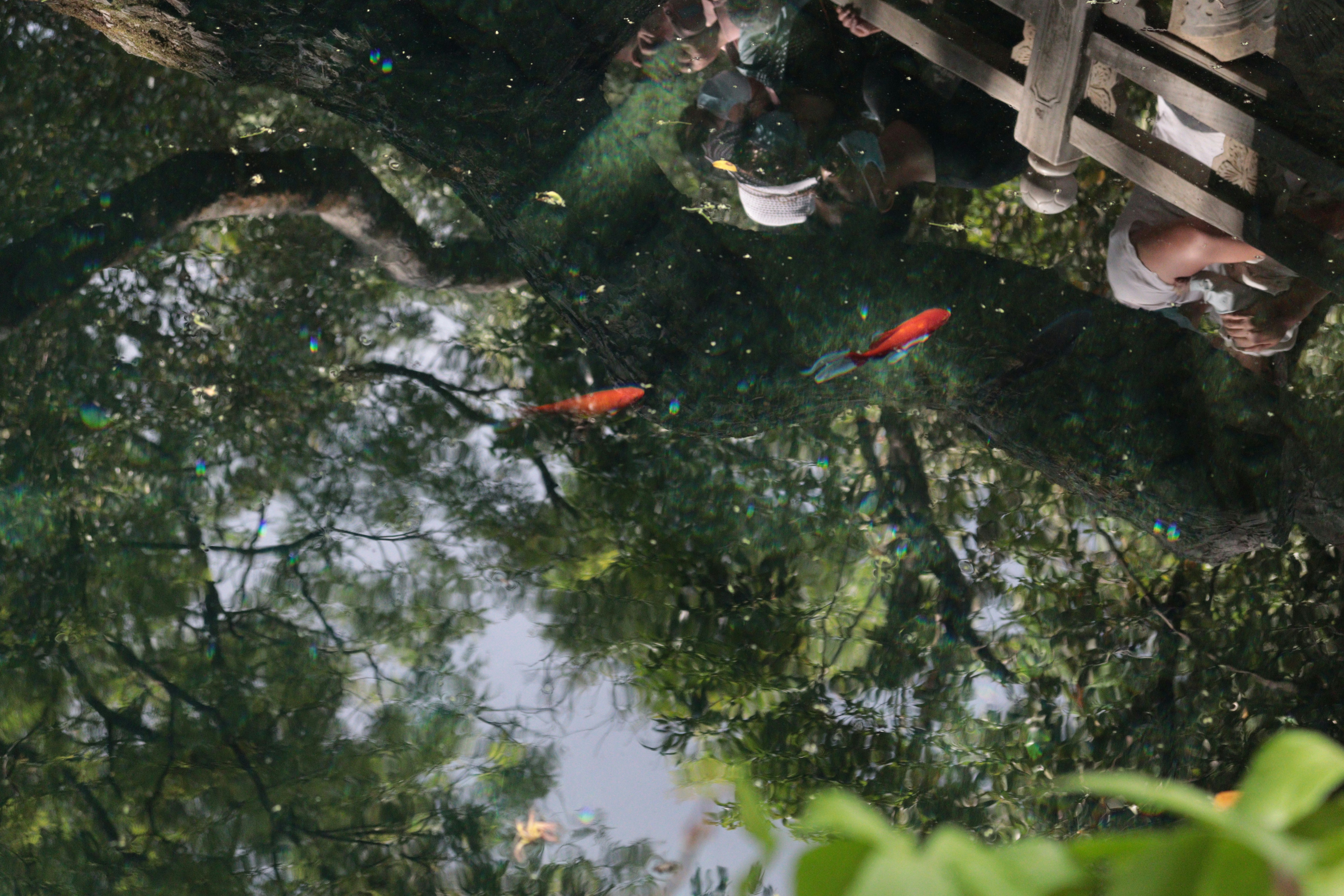 Koi in a Quiet Canopy: A Moment Beneath the Surface