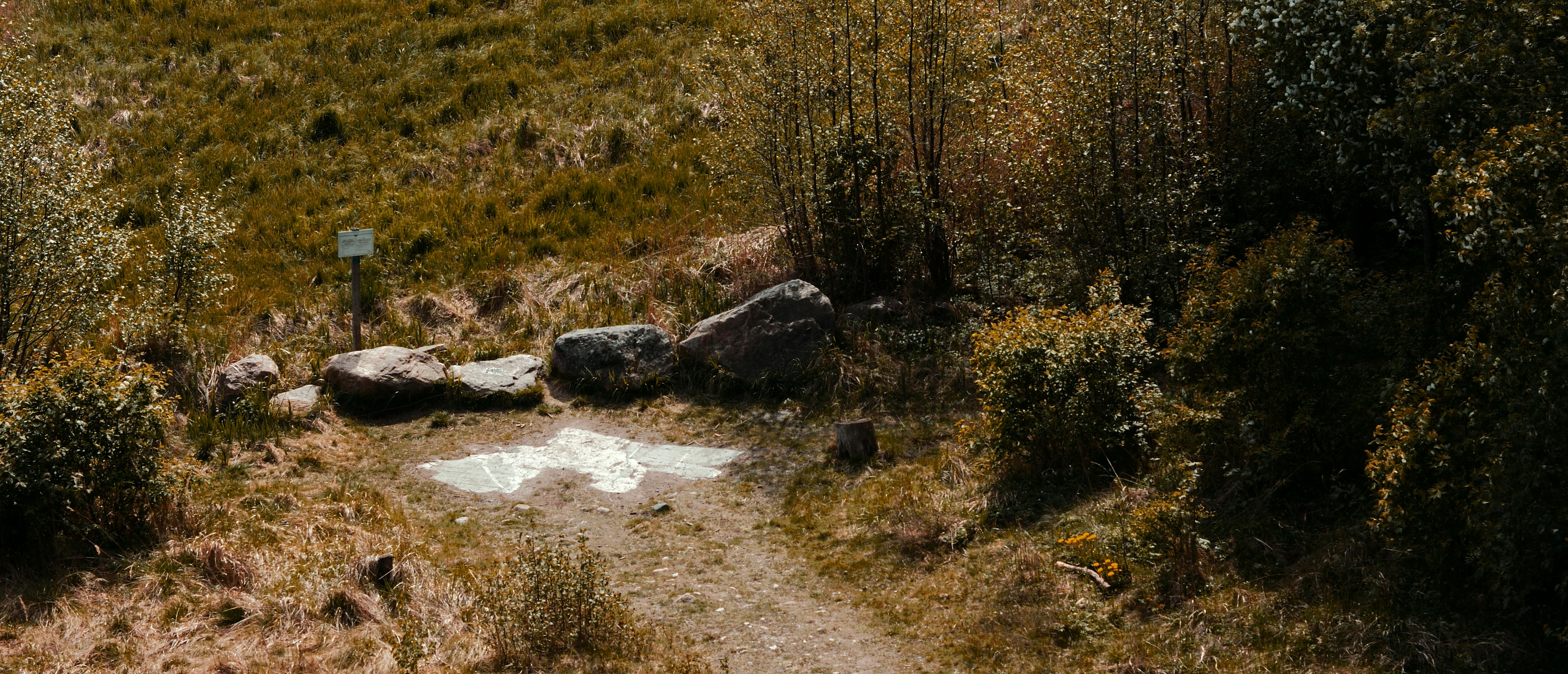 Forest Trail with Sunlit Clearing and Stone Run