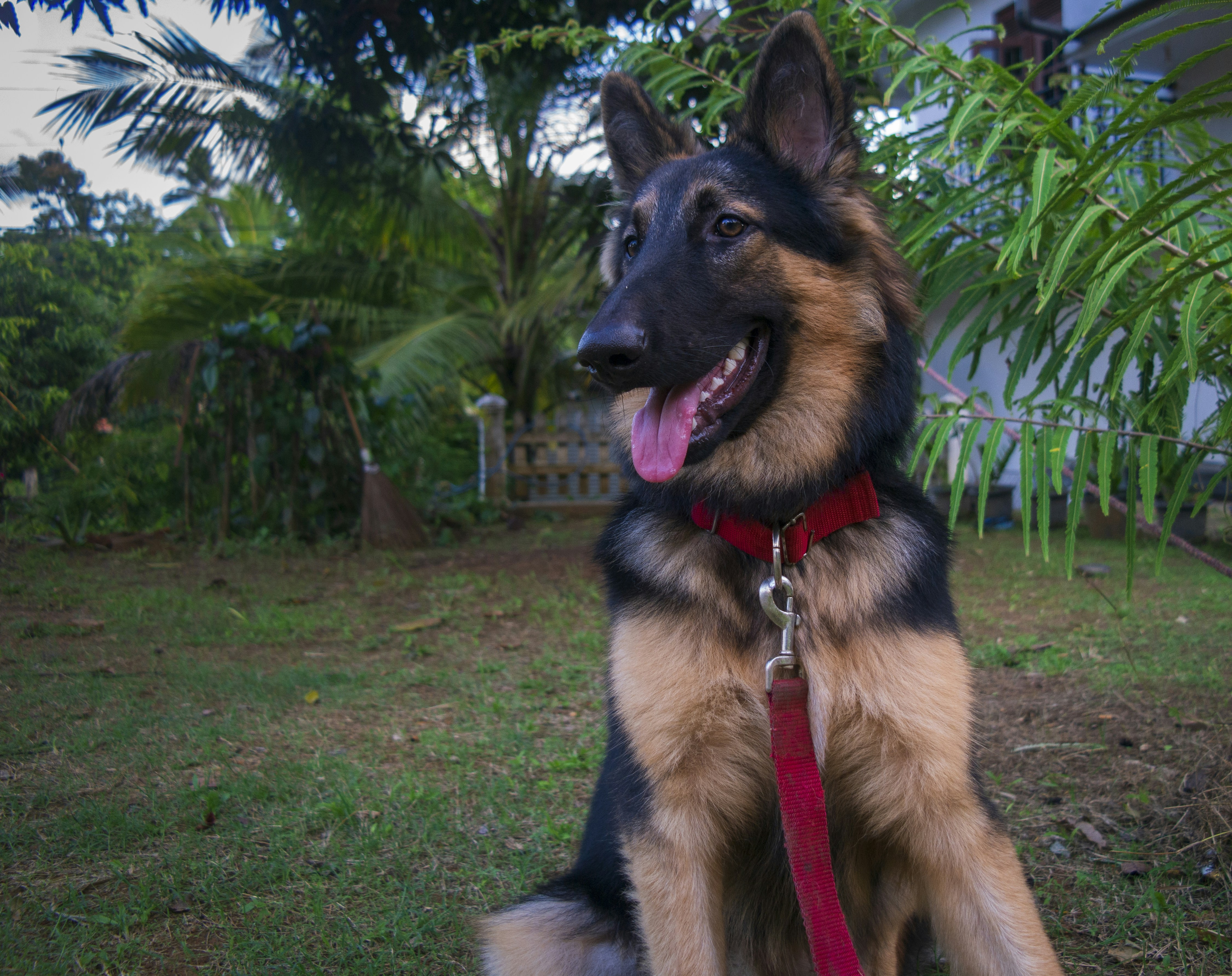Focused Gaze: The German Shepherd in a Lush Yard