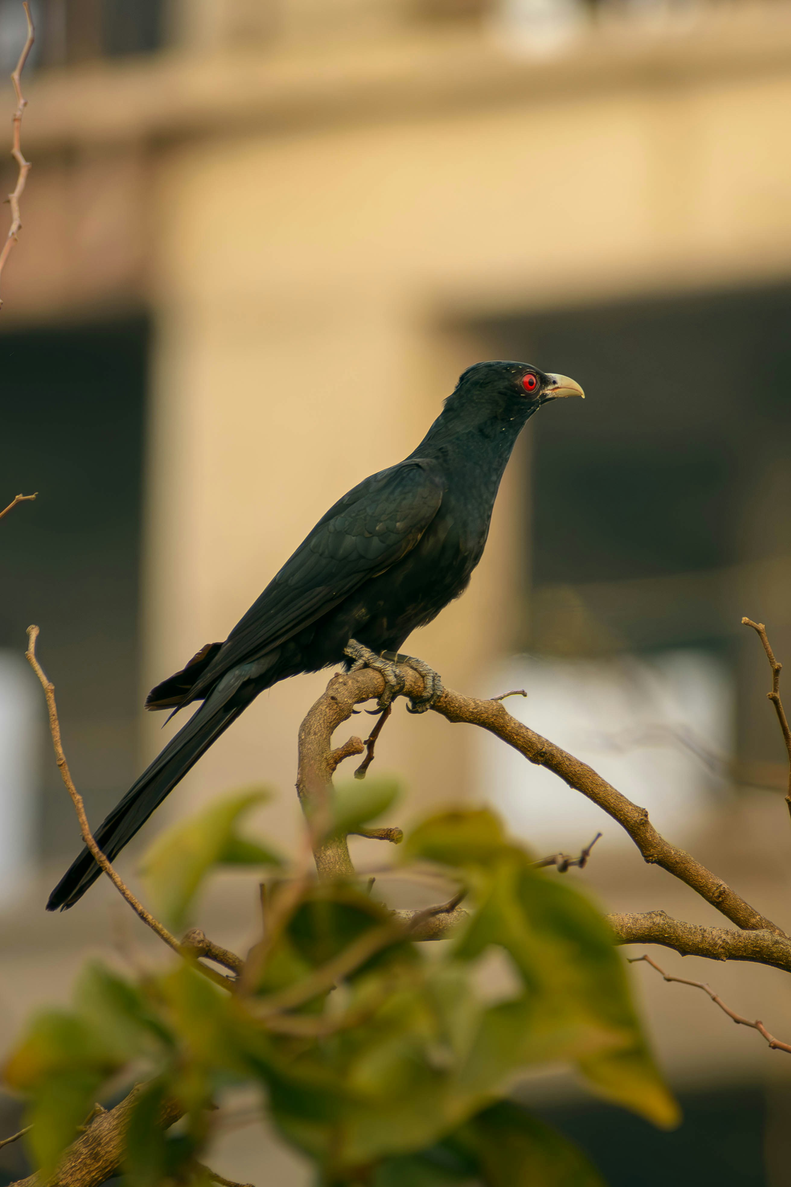 Red-eyed Black Crow on a Gnarled Branch