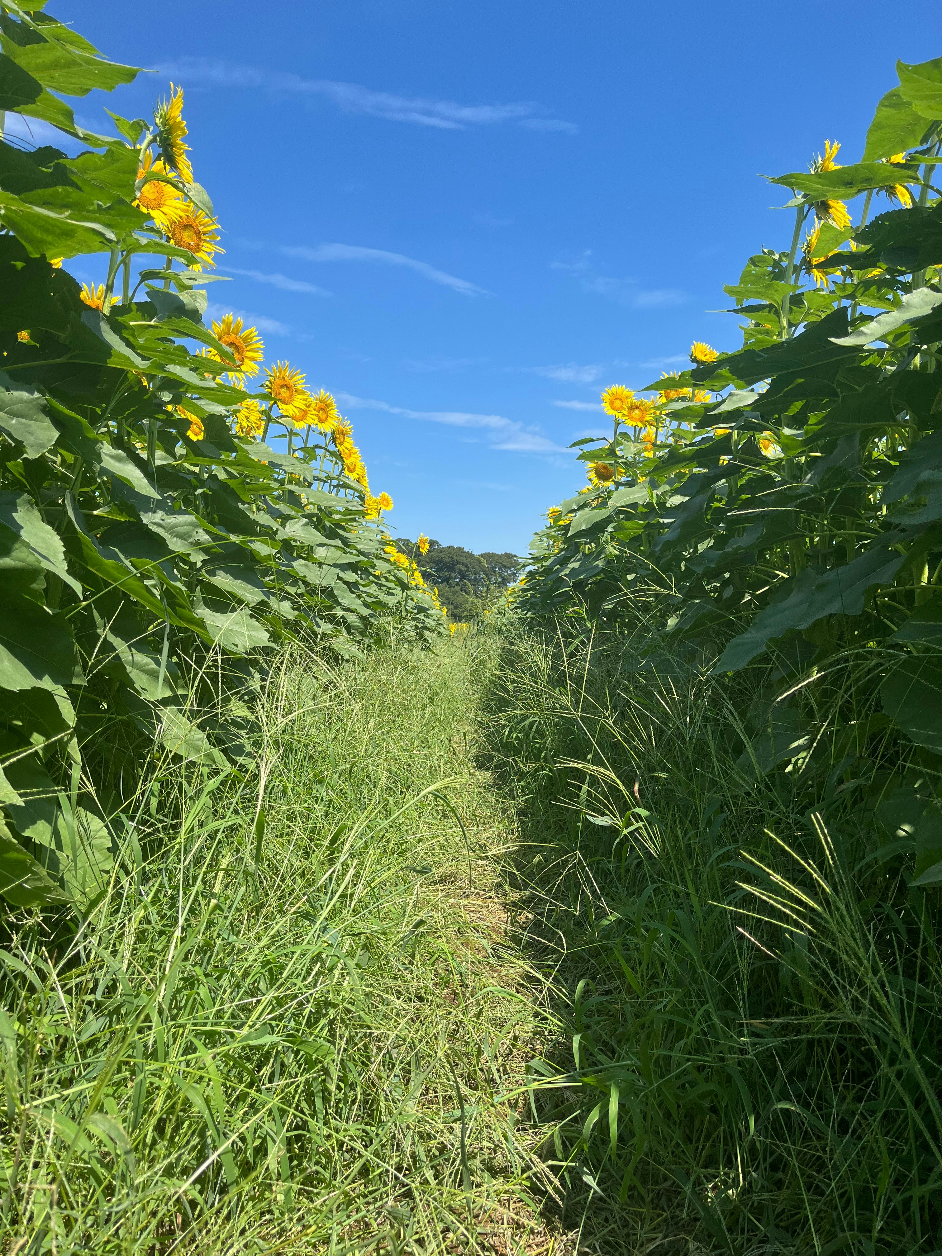 Sunflower Corridor to a Blue Sky