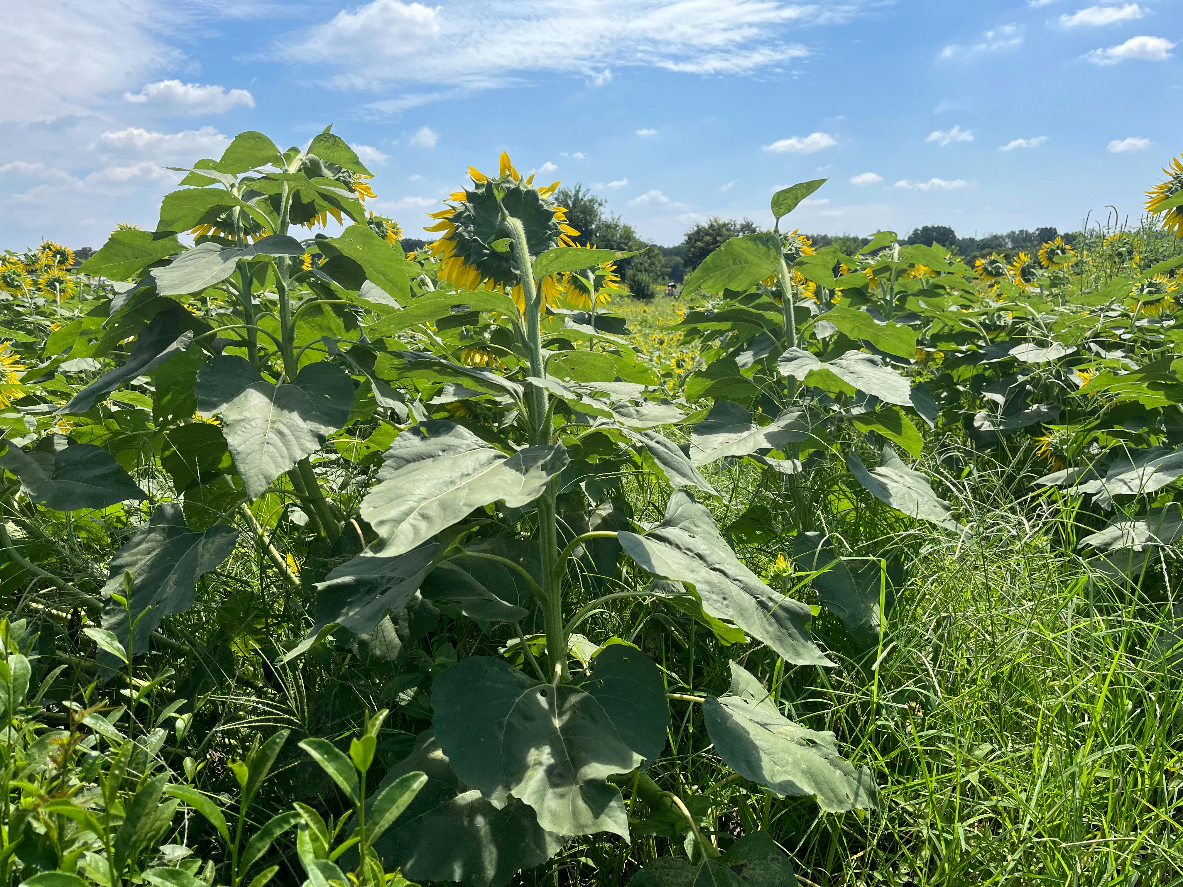 Sunlit Sea of Sunflowers Surging Toward a Blue Sky