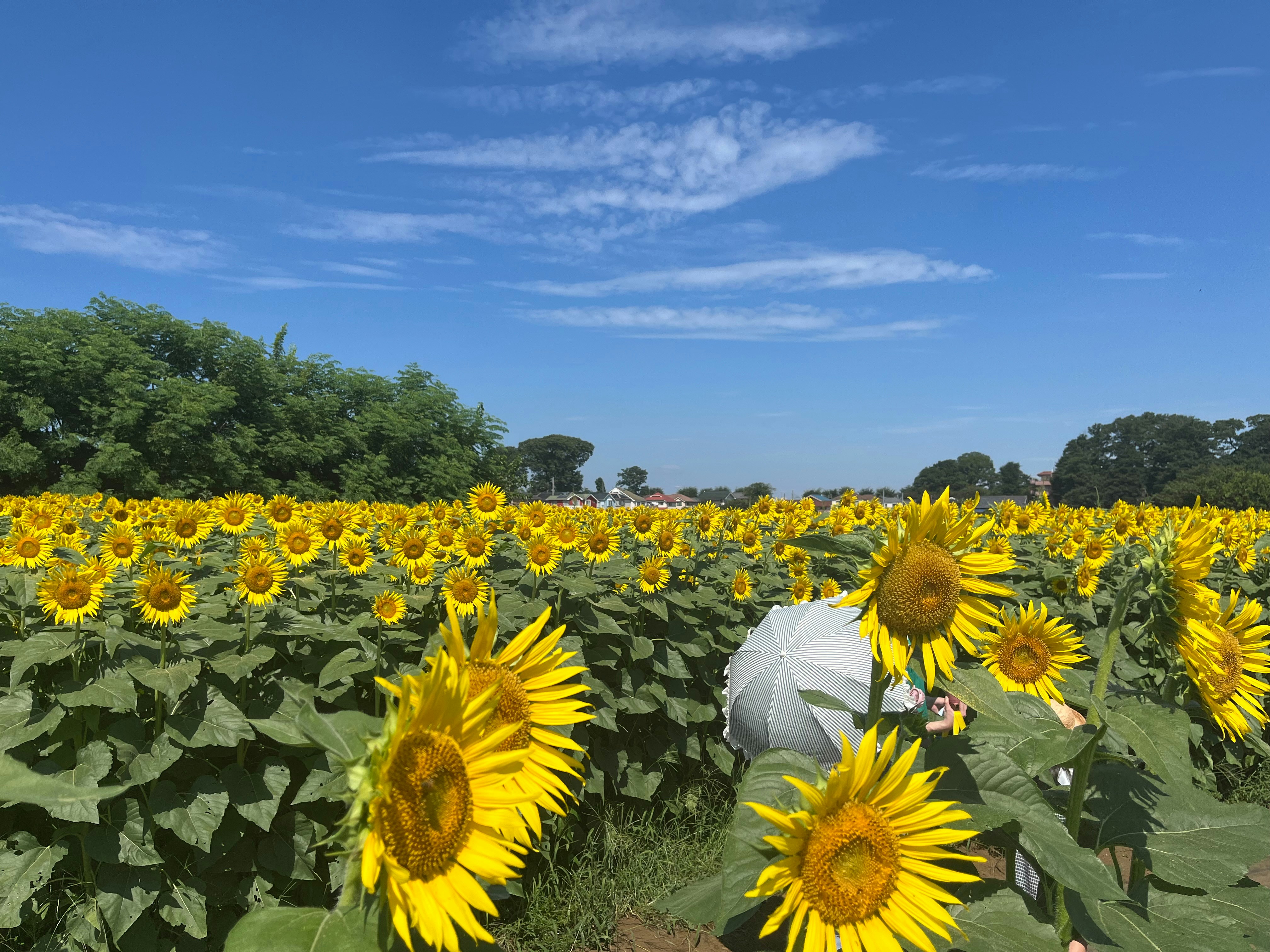 A field of vibrant sunflowers under a clear blue sky.