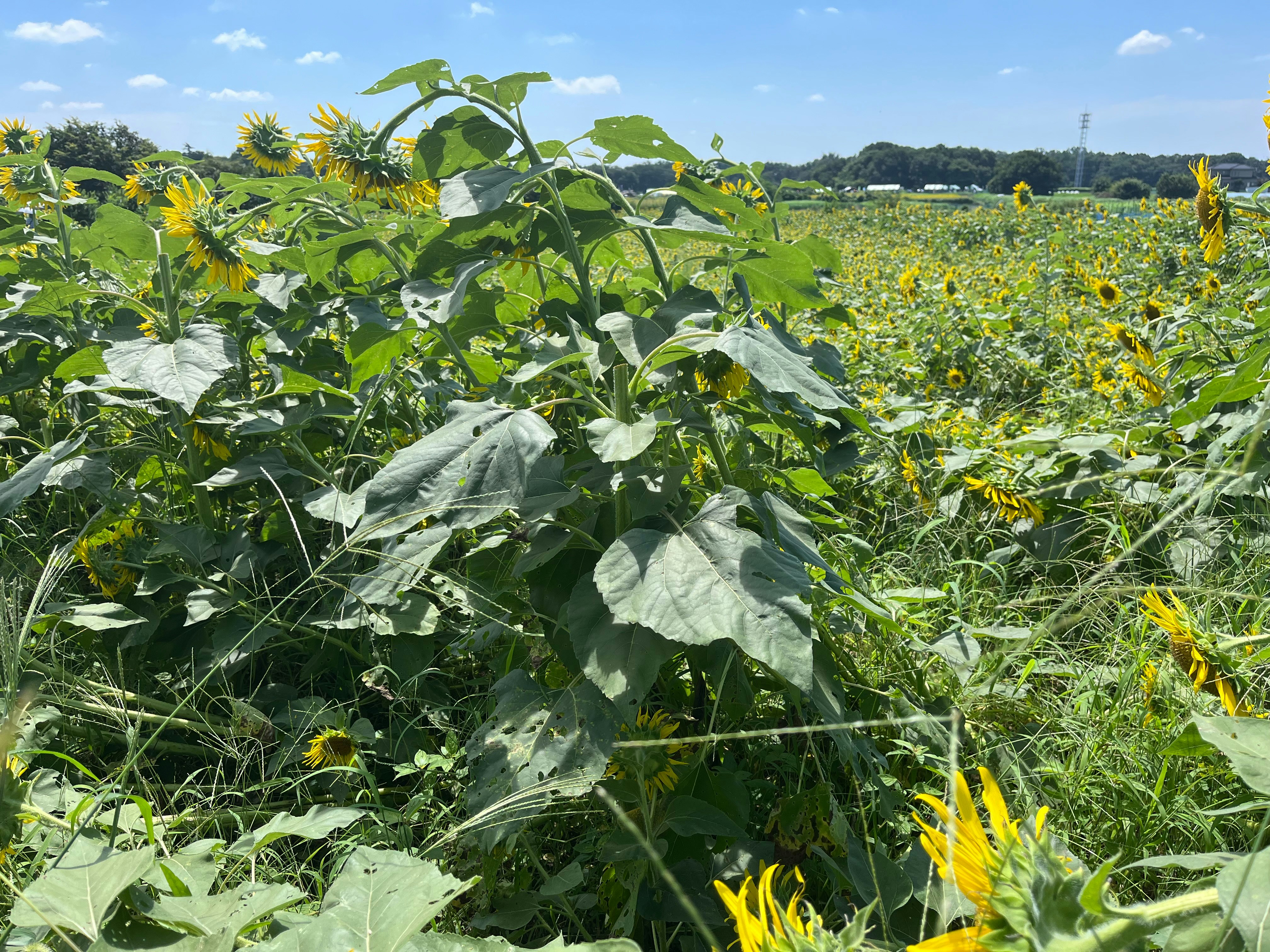 Sunlit Sunflower Sea: A Field in Bloom