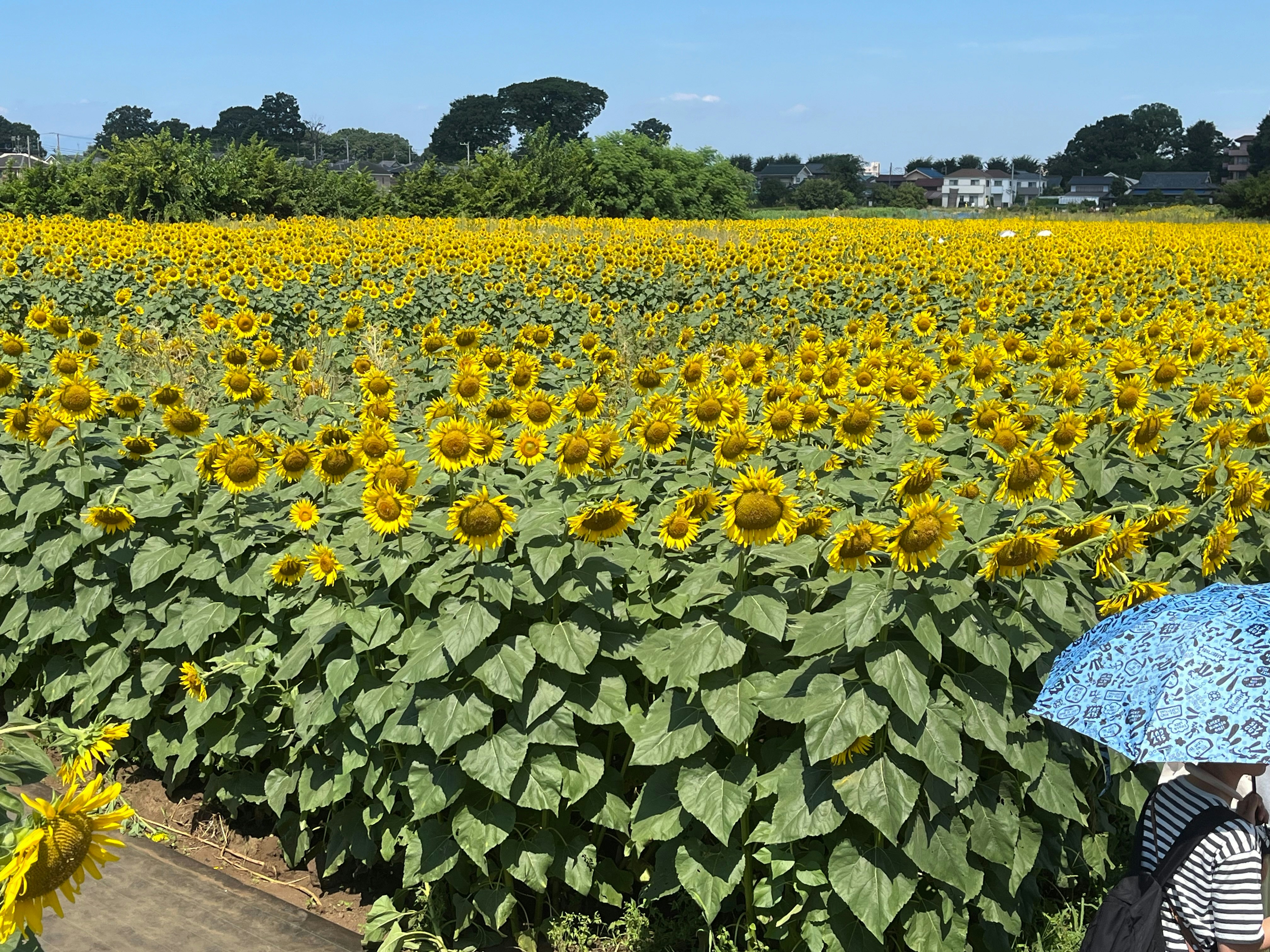 A person with a blue umbrella in a sunflower field.