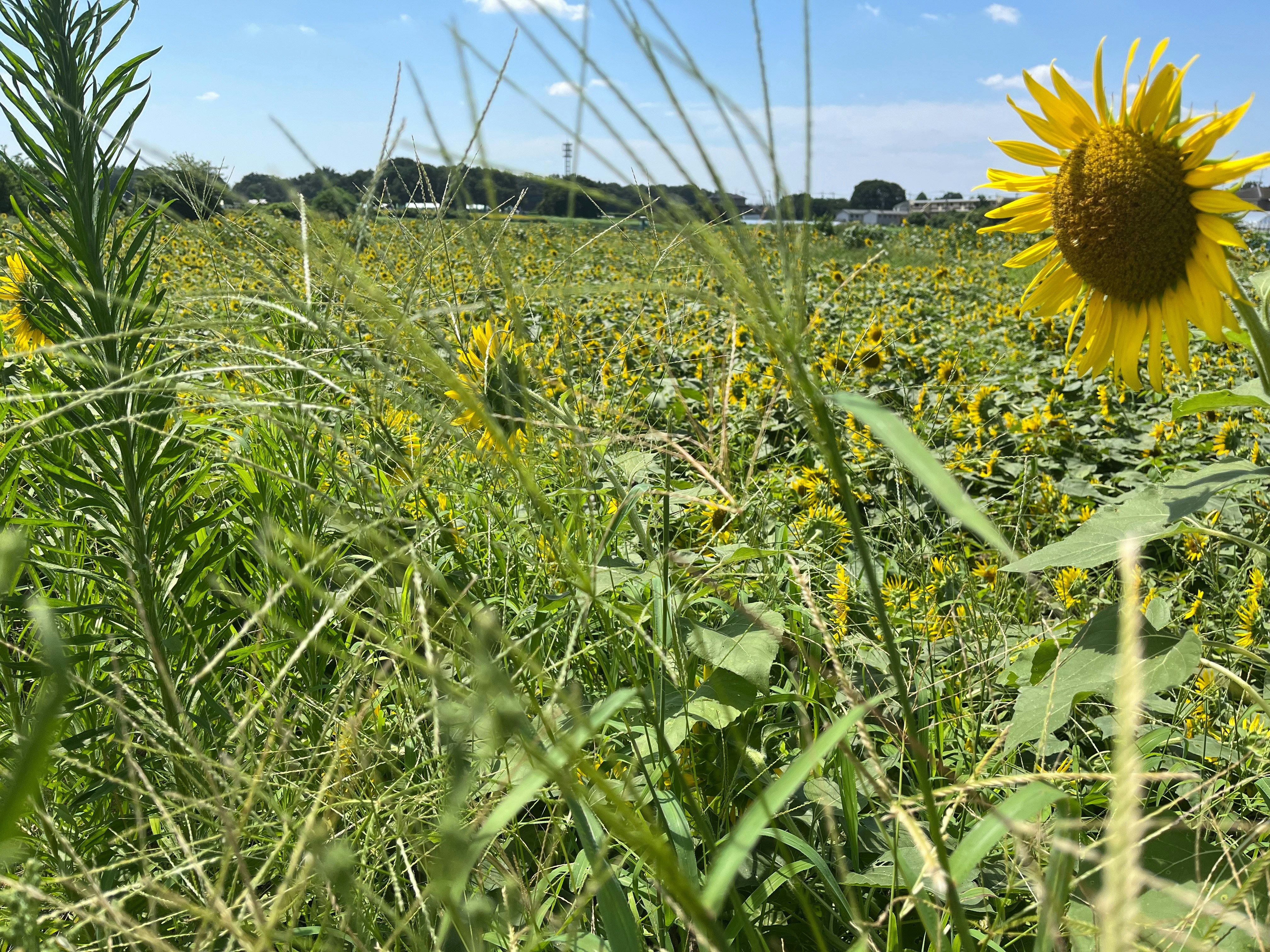Sunflower Watcher Over a Sea of Yellow